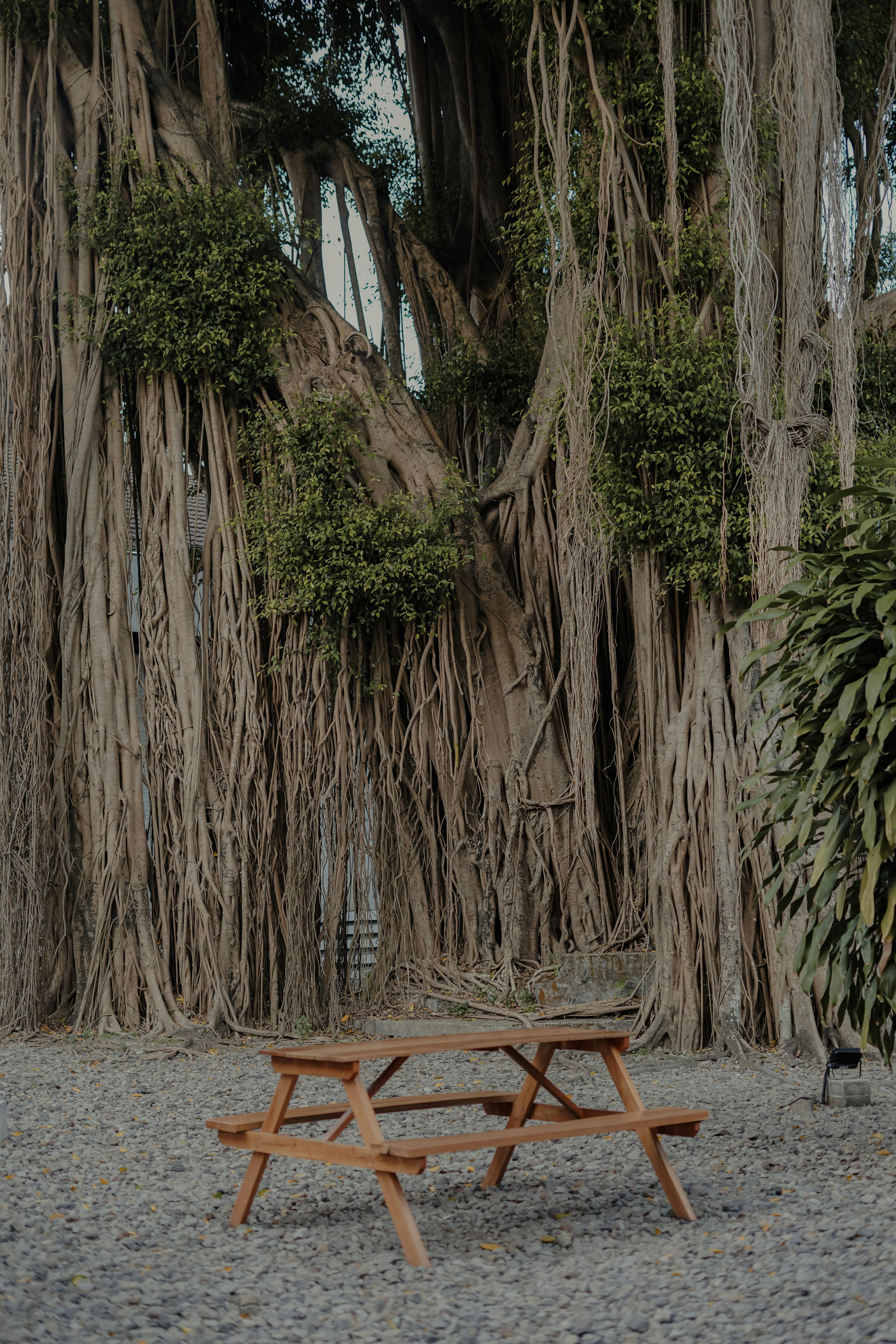 Banyan Tree Photos, Download The BEST Free Banyan Tree Stock Photos ...