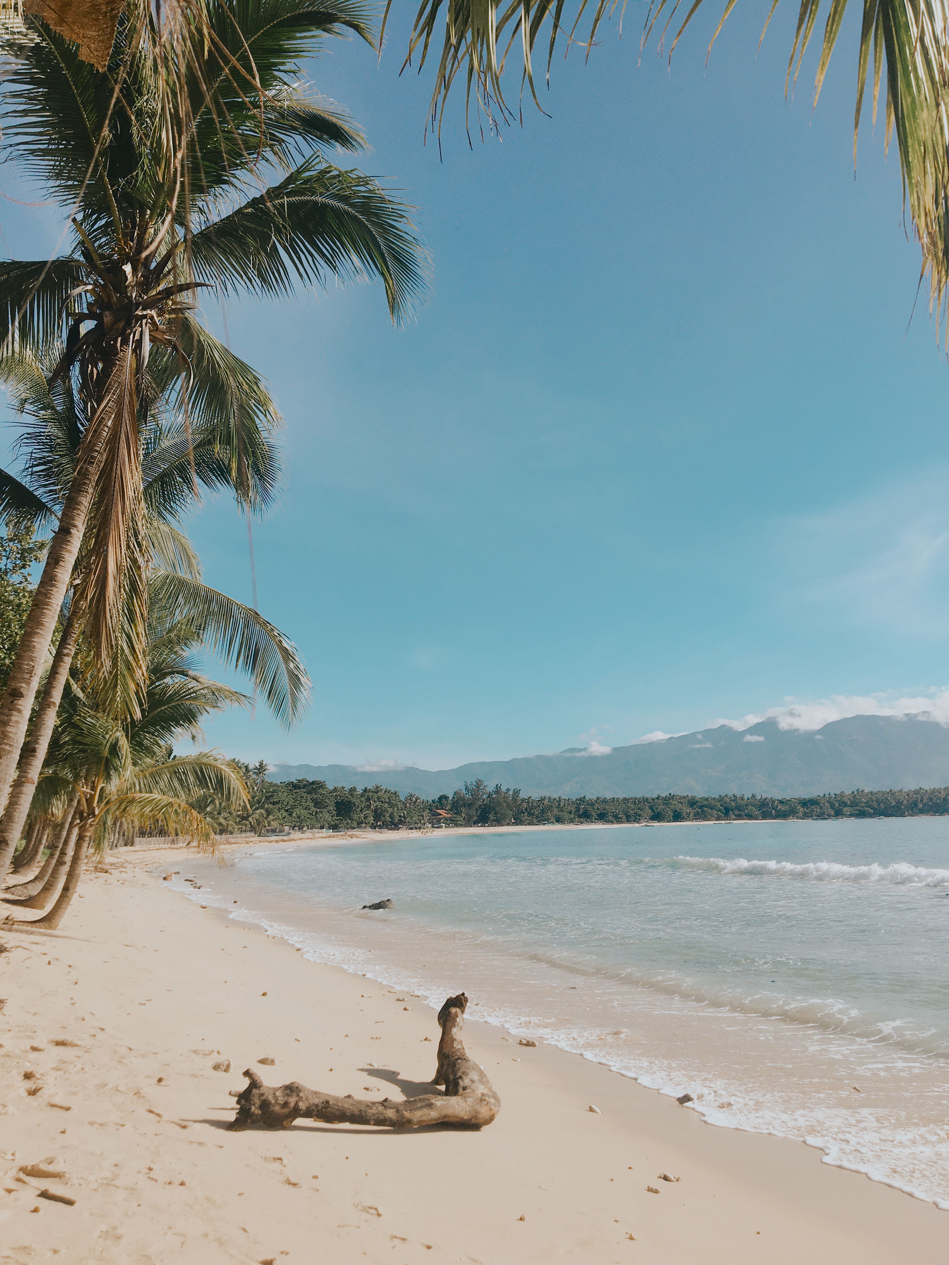 A Palm Tree on the Shore · Free Stock Photo