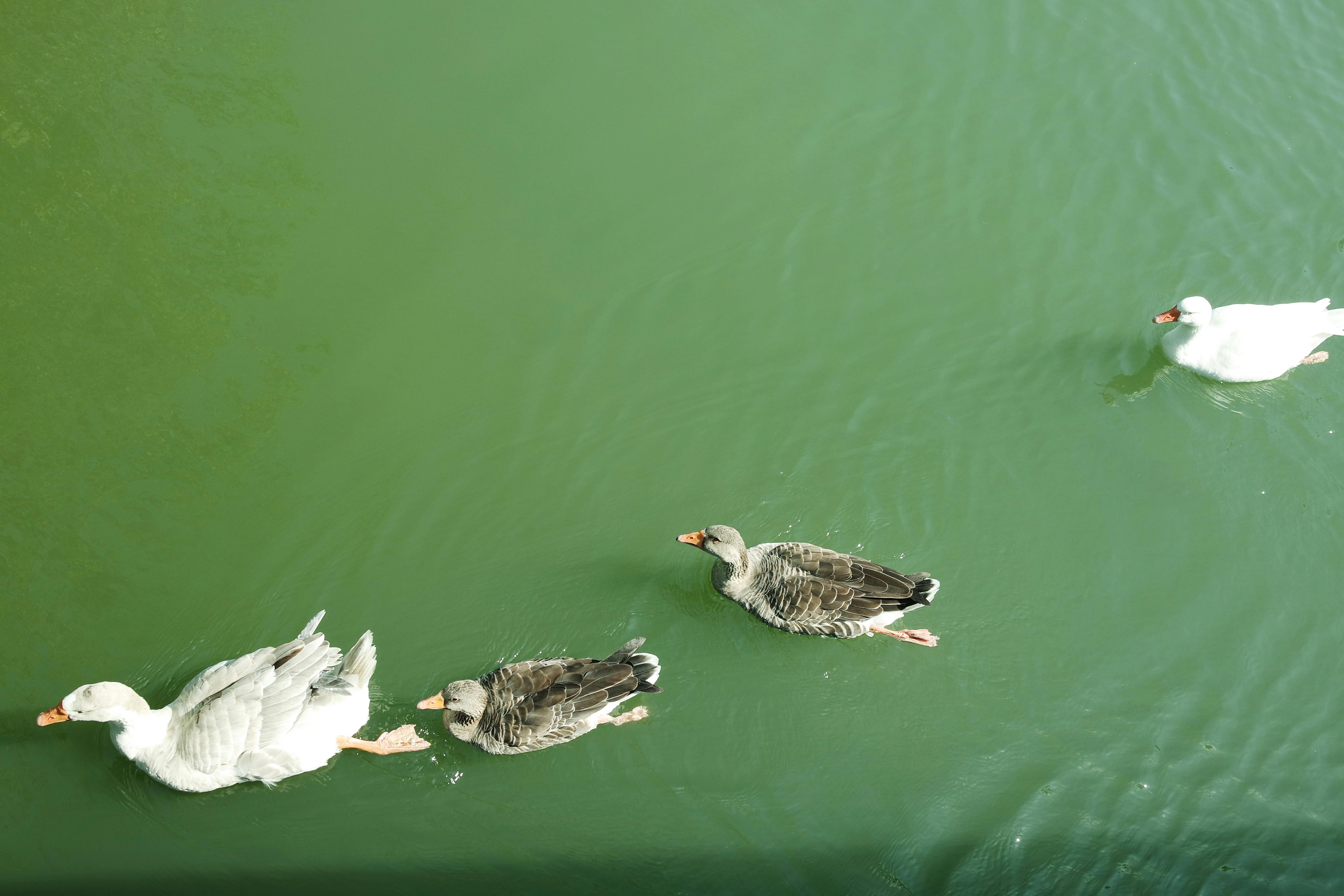 A Mandarin Duck Flying Over the Water · Free Stock Photo