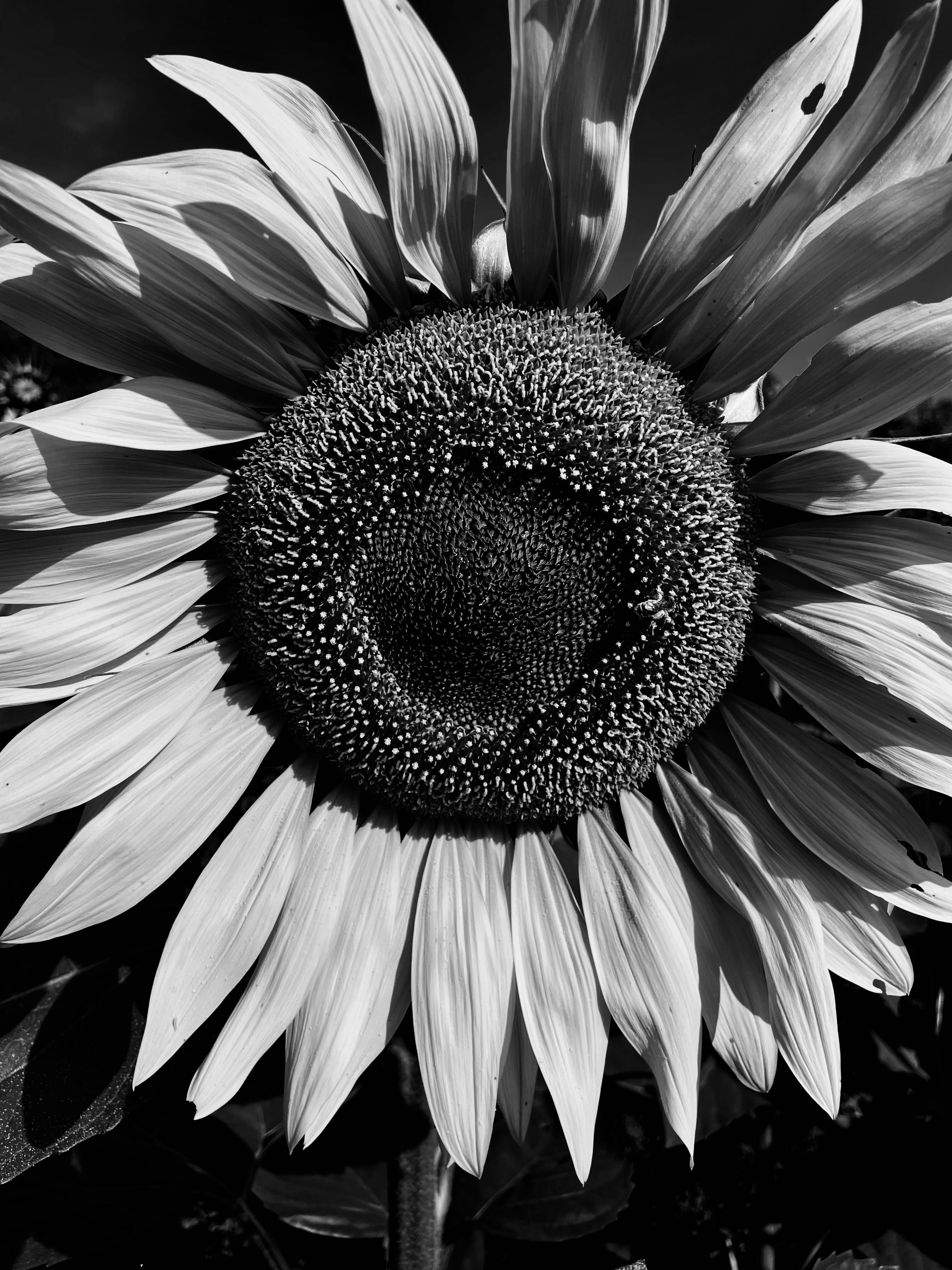 Black And White Pictures Of Sunflowers