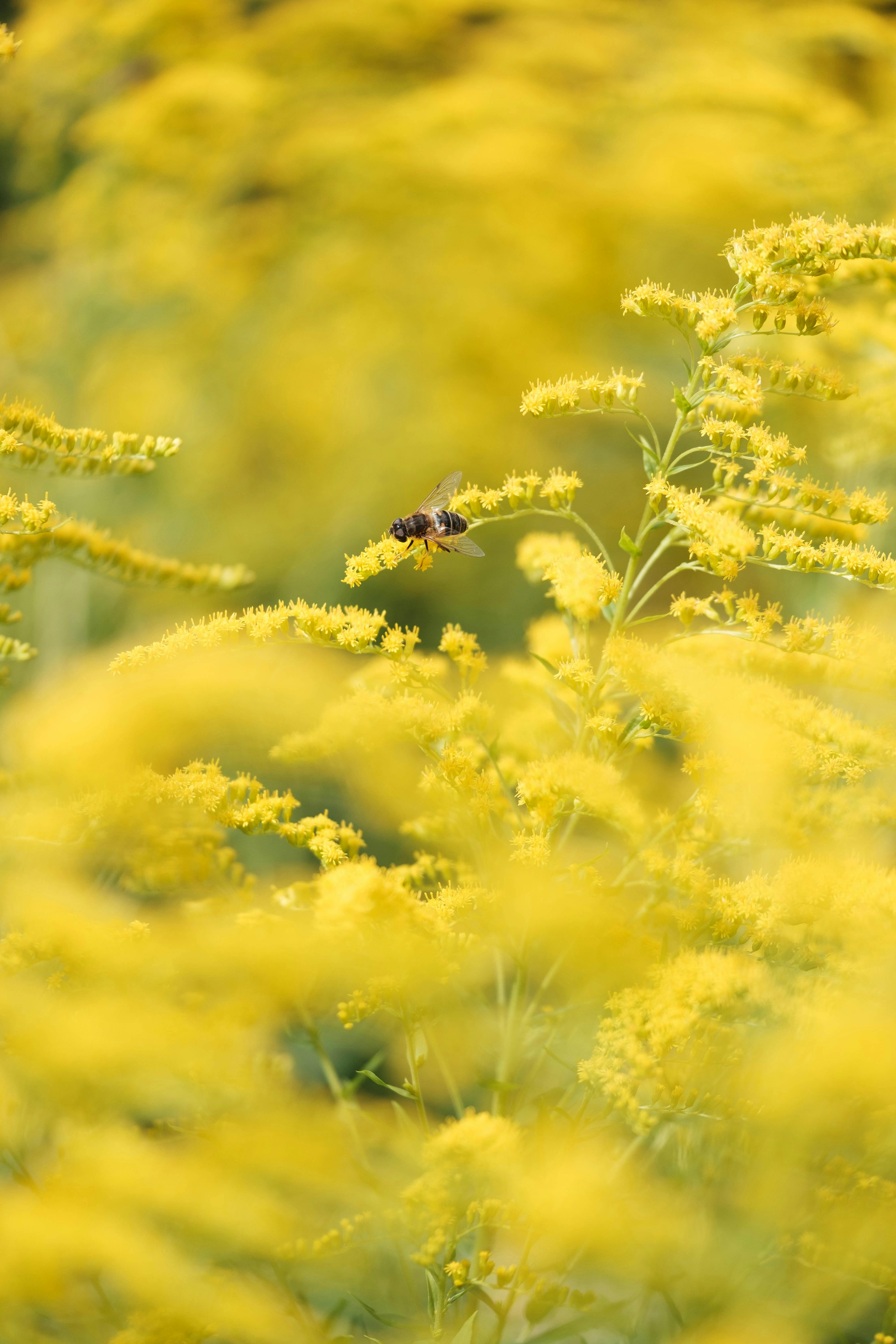 Bee during Pollination · Free Stock Photo