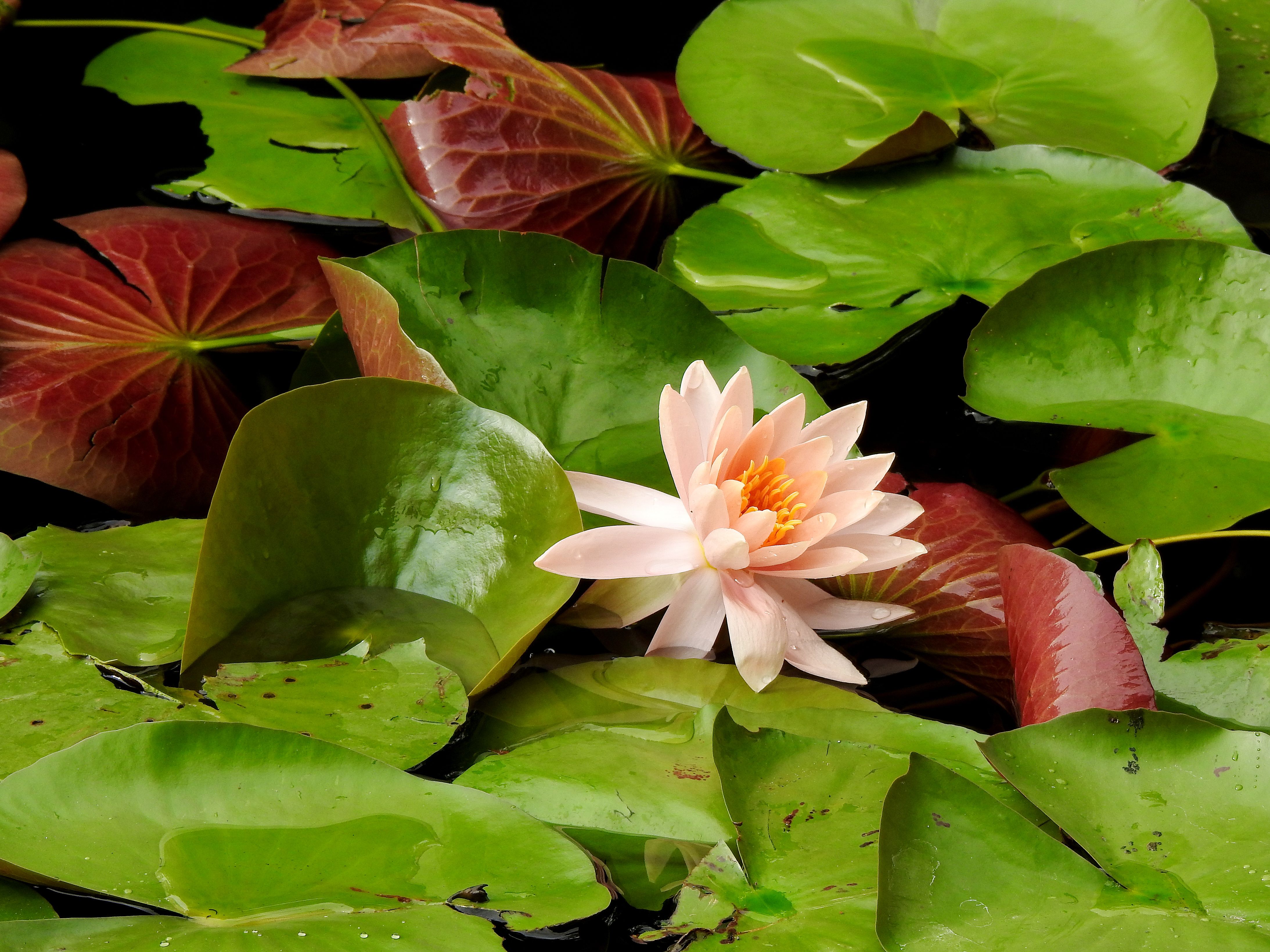 A Blooming Water Lily · Free Stock Photo