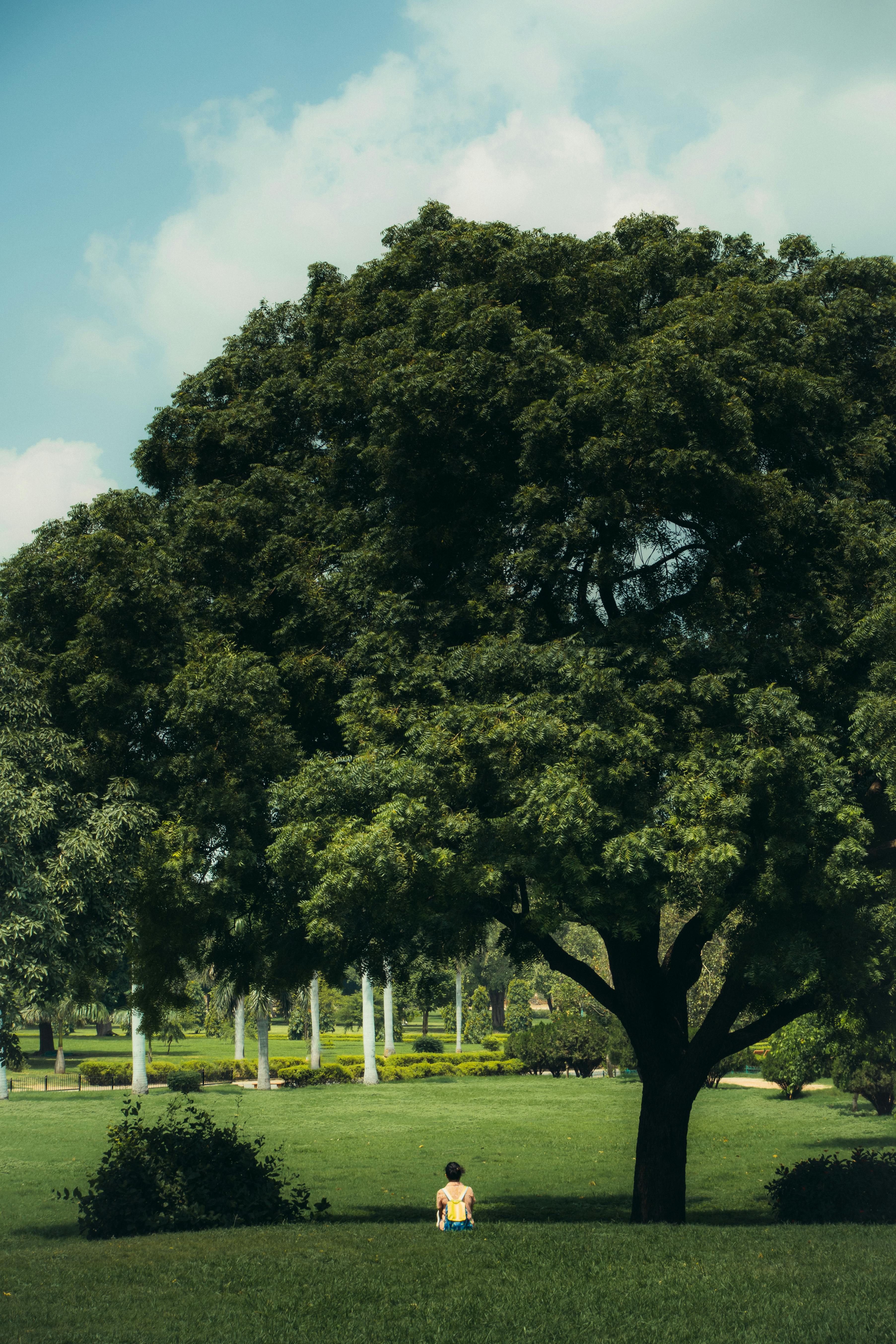 A Girl Sitting Under the Tree · Free Stock Photo