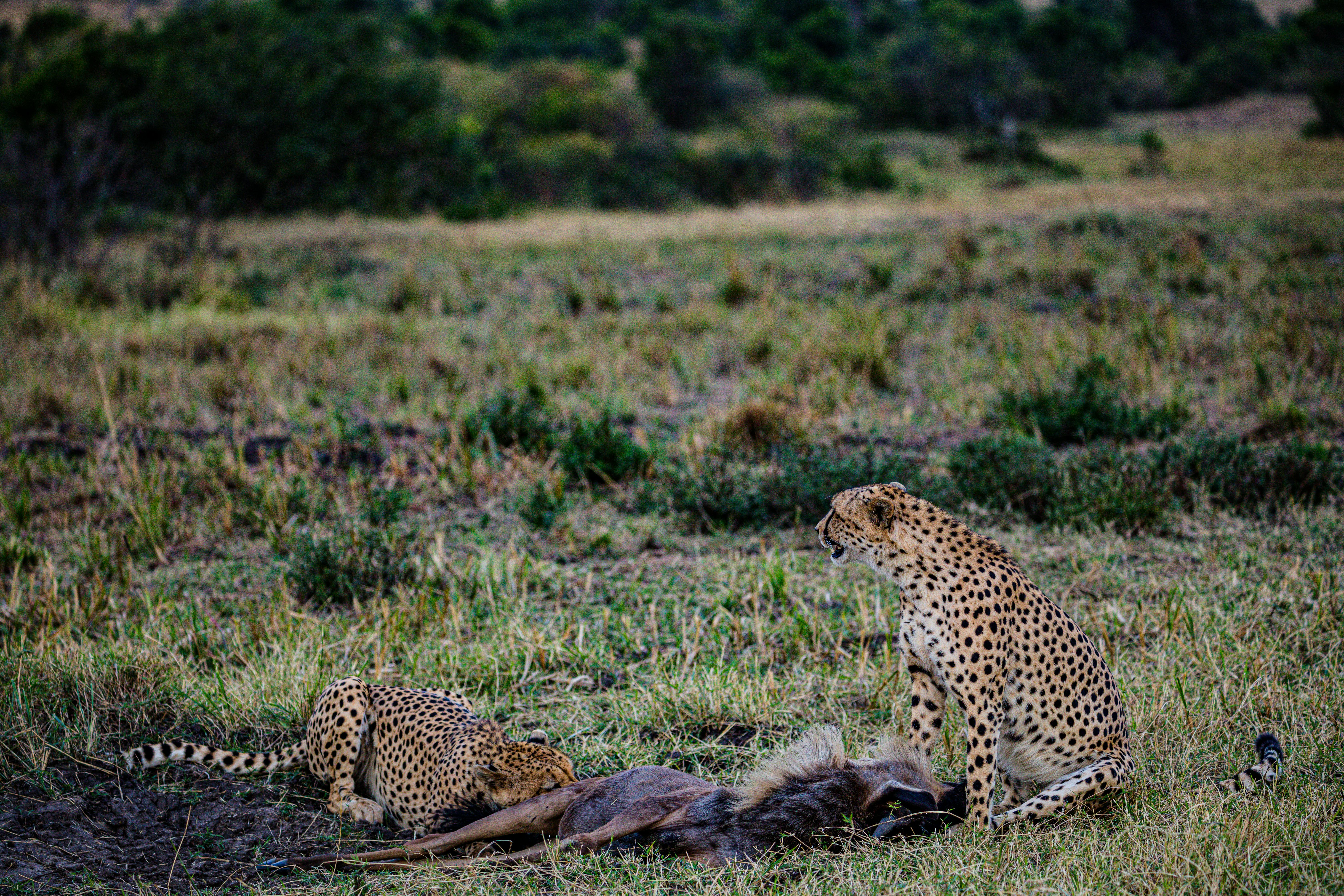 Carcass Photos, Download The BEST Free Carcass Stock Photos & HD Images