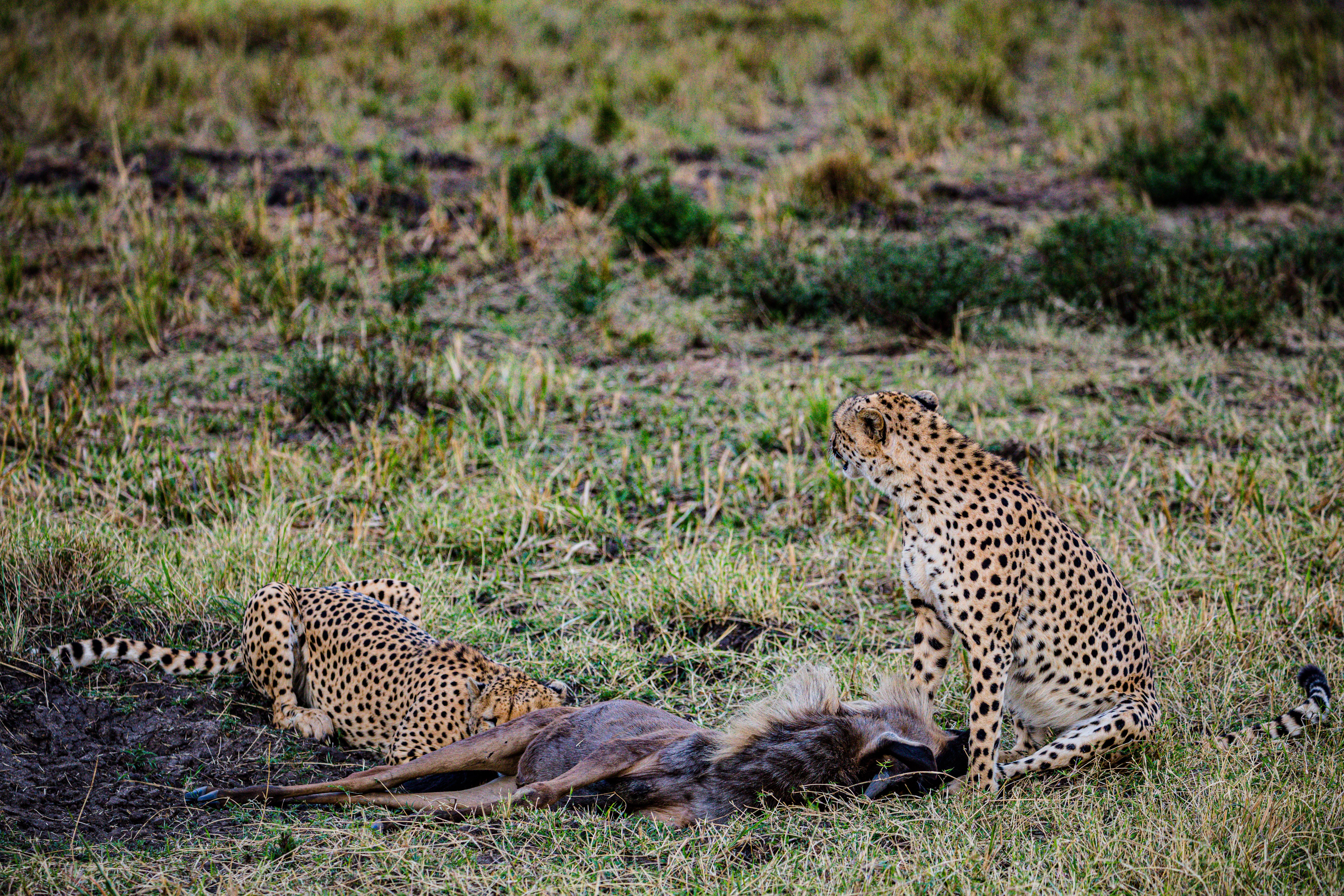 Hunting Dream Photos, Download The BEST Free Hunting Dream Stock Photos ...