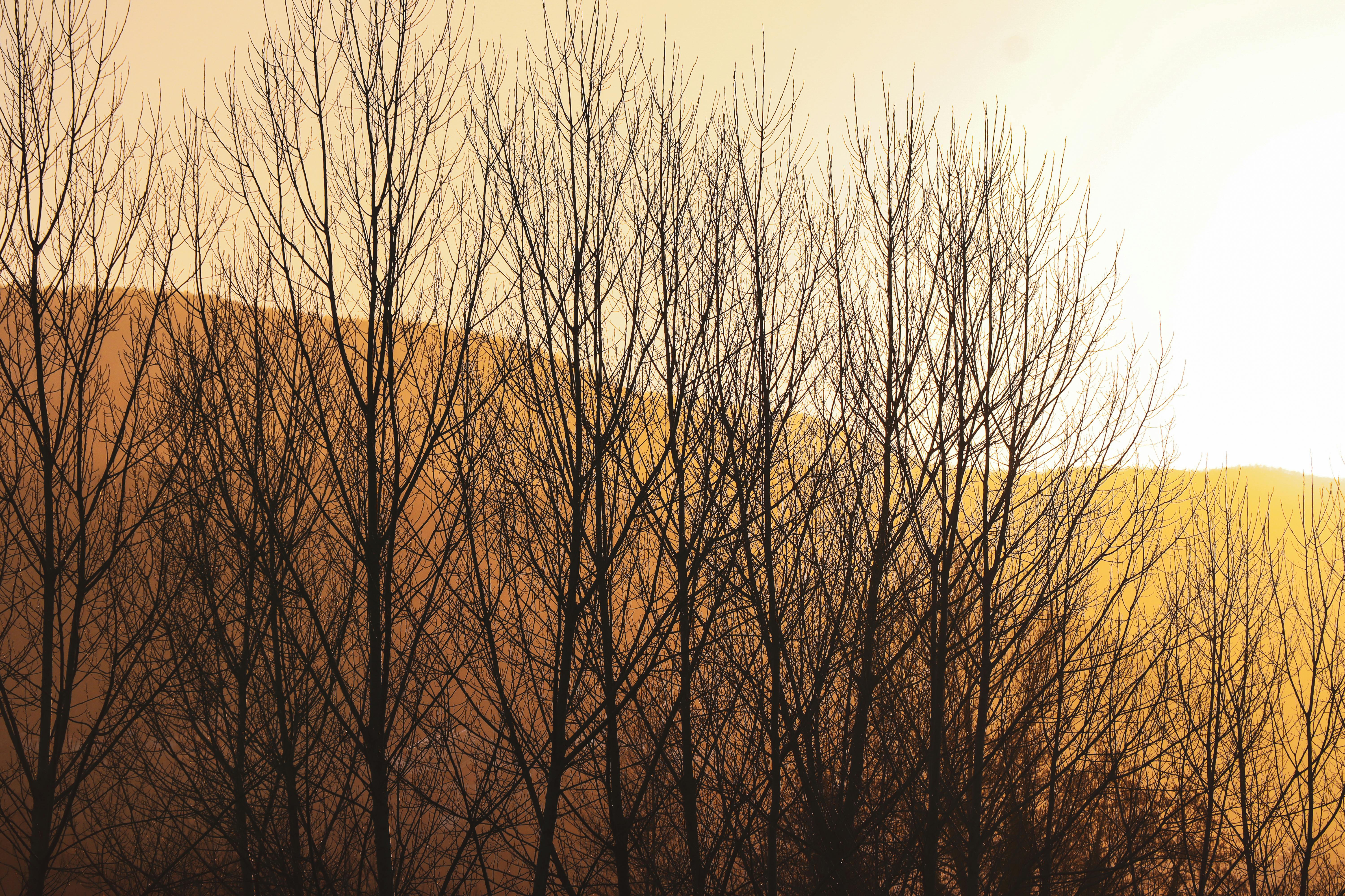 Silhouette of Bare Trees During Sunset · Free Stock Photo