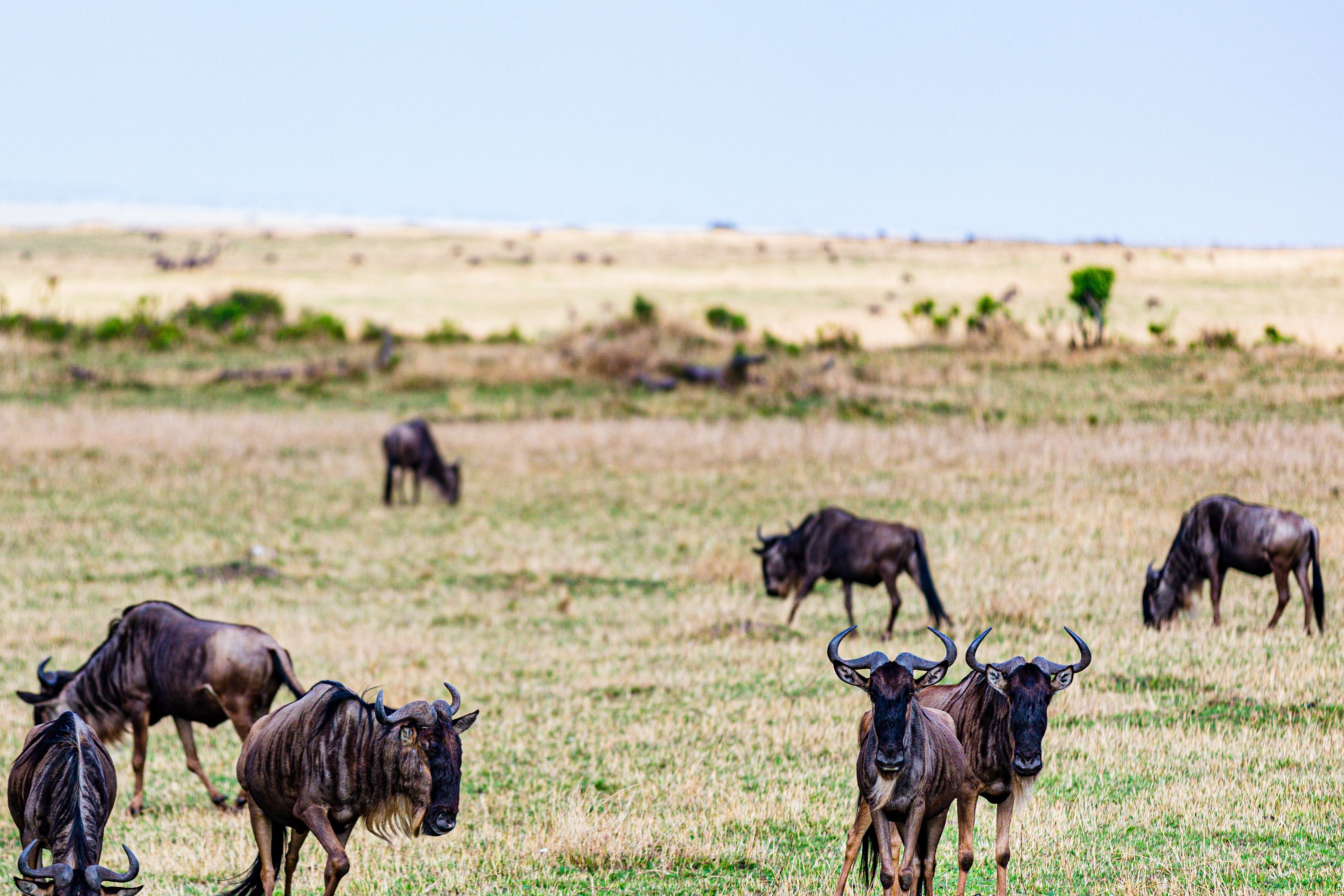 Black and Brown Animasl on Green Grass Field · Free Stock Photo