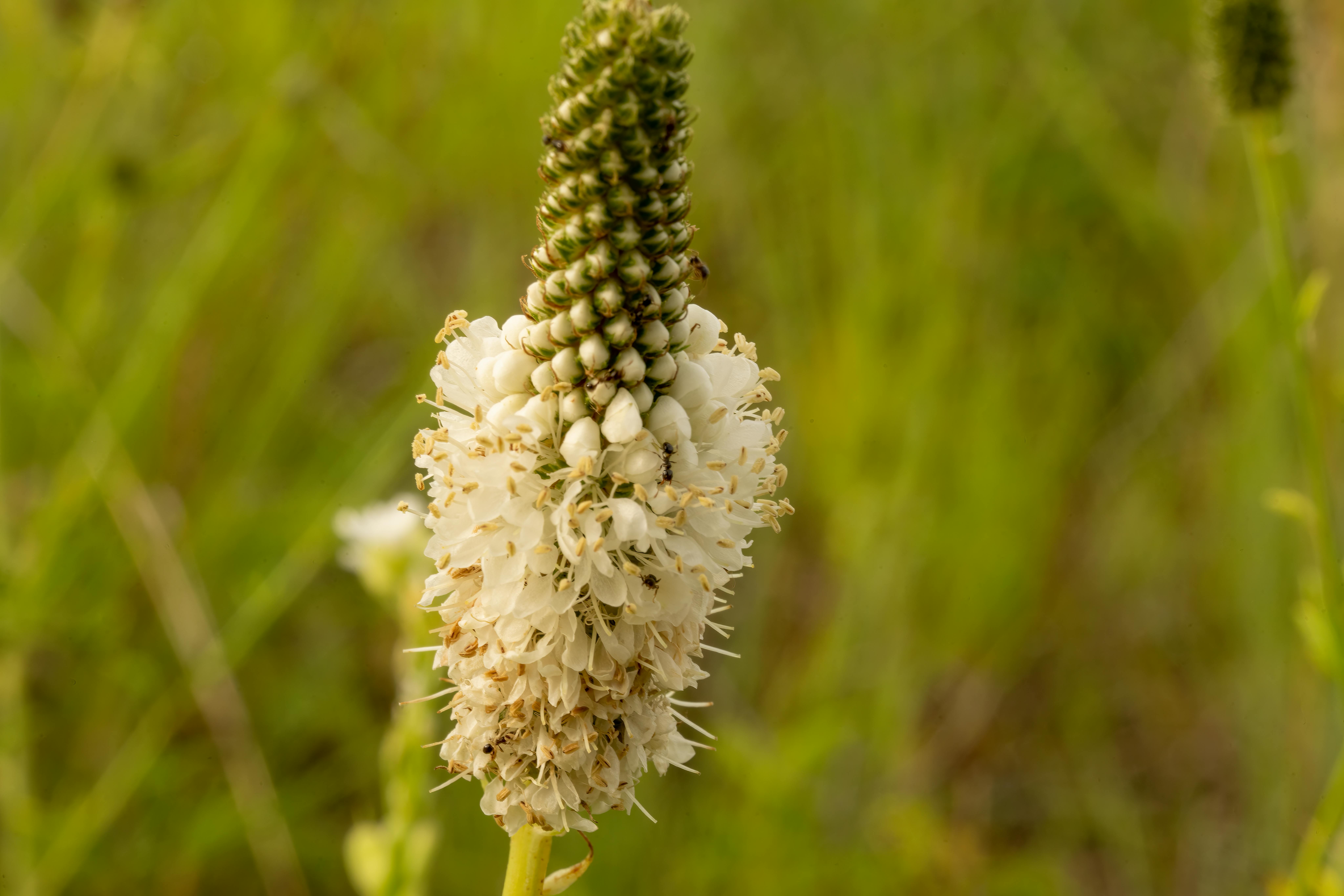 Close-Up Photo of White Prairie Clover · Free Stock Photo