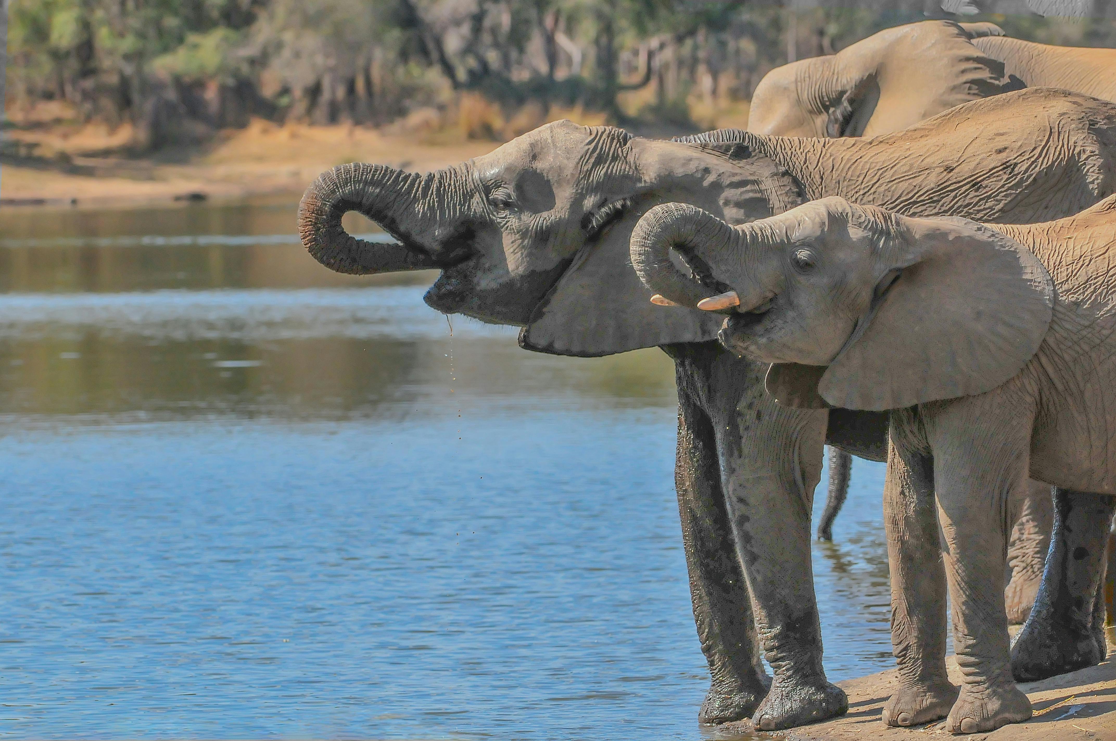 Elephants Drinking Water · Free Stock Photo
