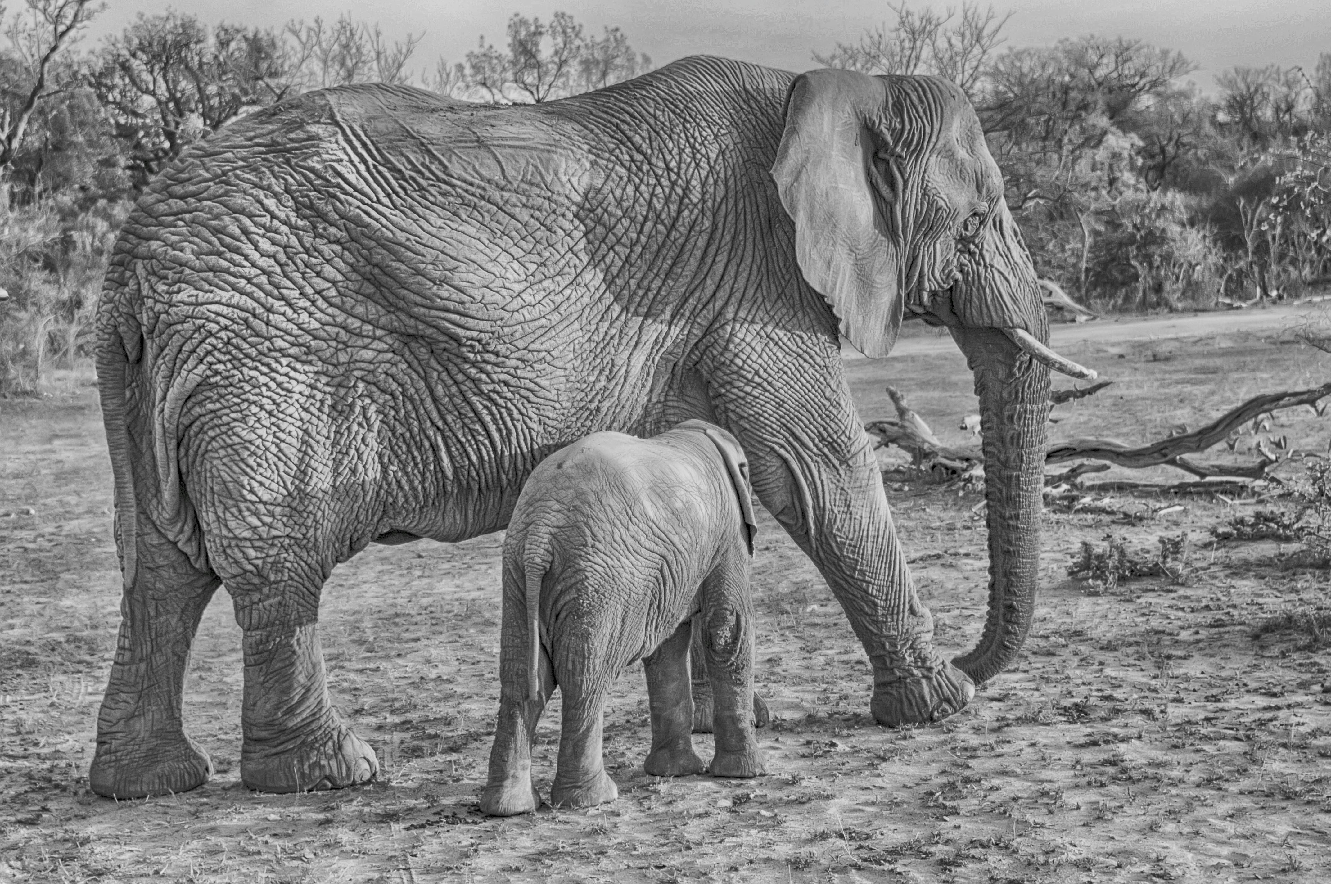 Grayscale Photography of Elephants · Free Stock Photo