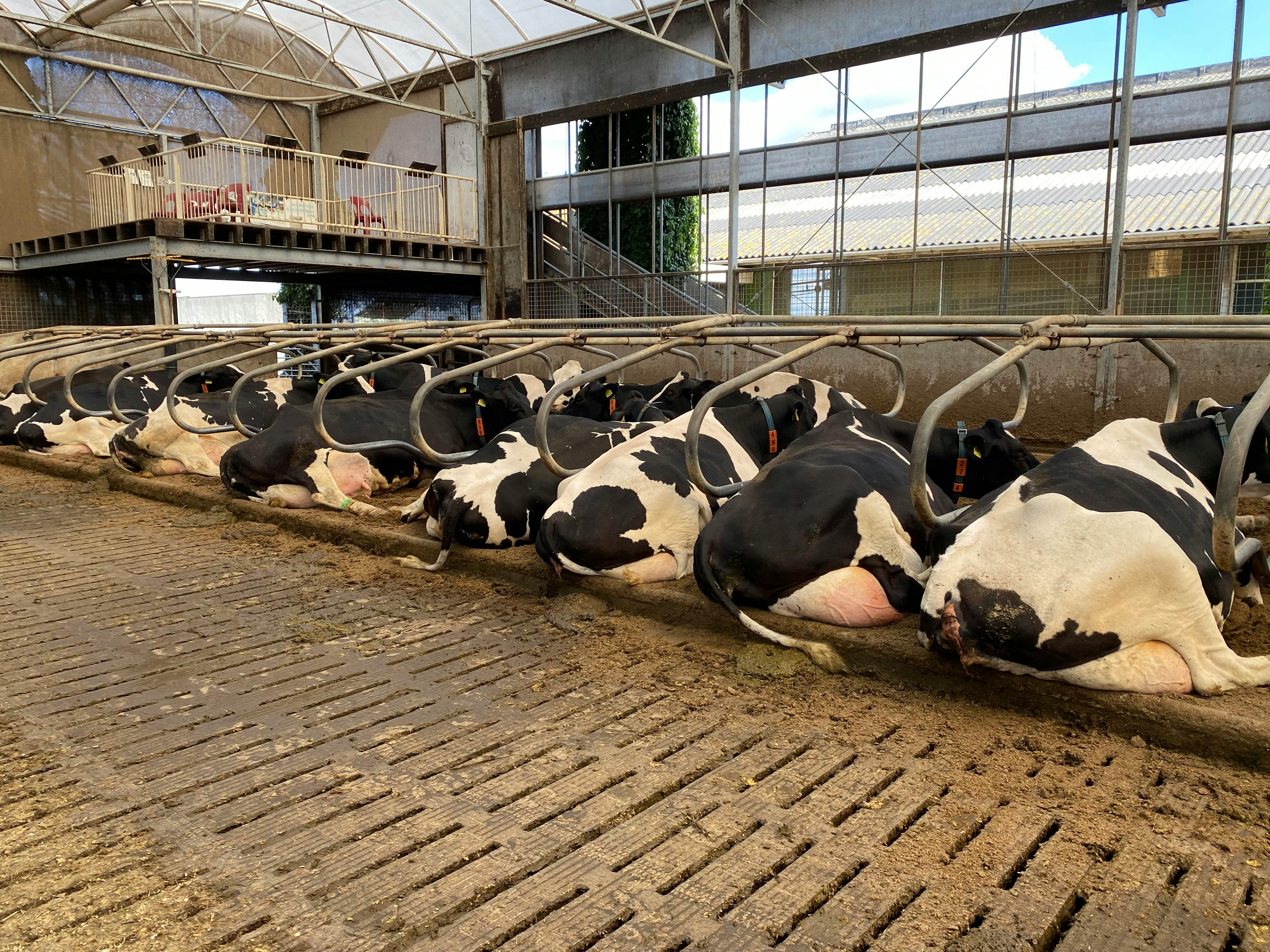 Back View of Cows Lying Down in Barn · Free Stock Photo