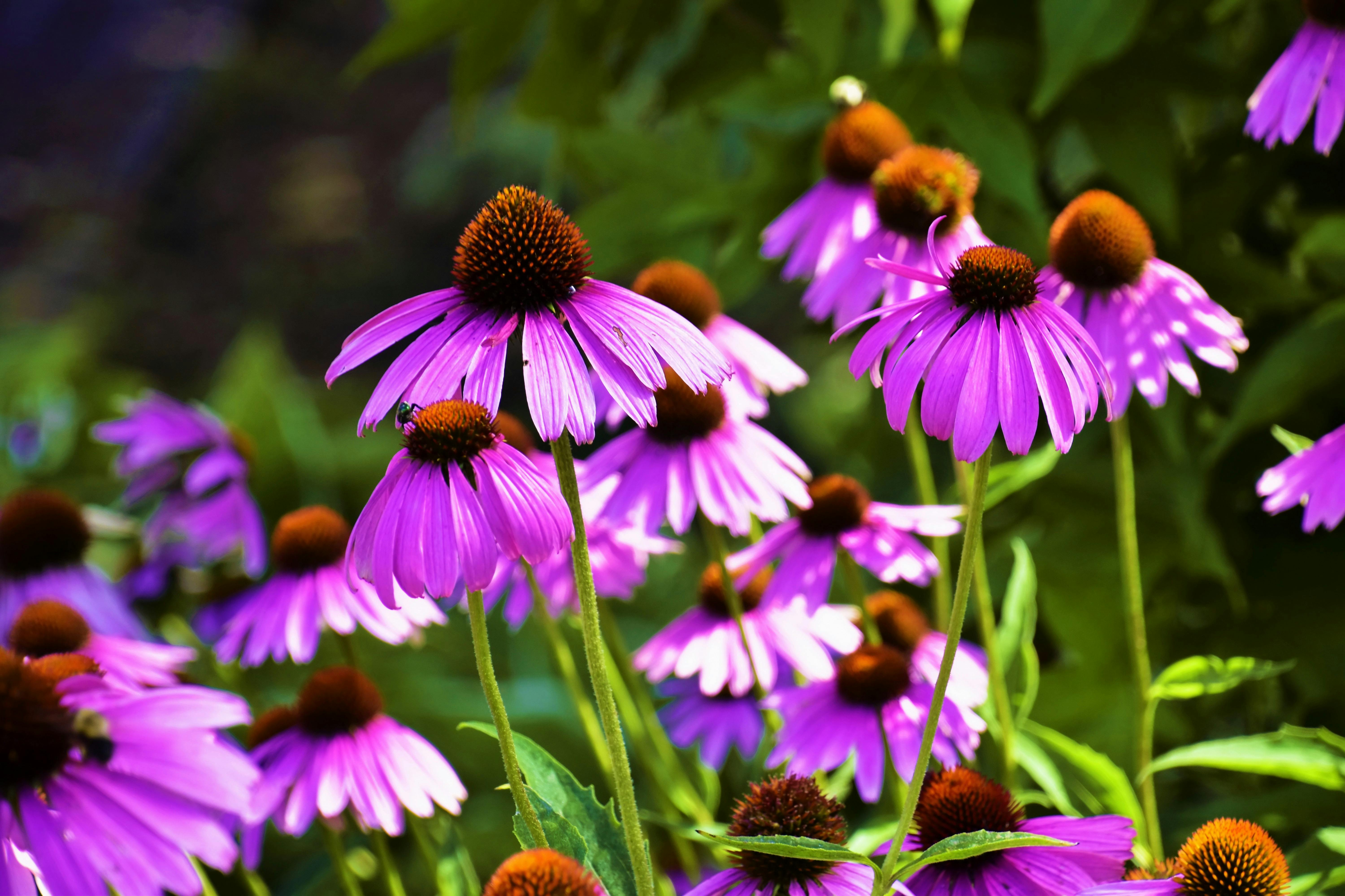 Photo of Yellow Coneflowers in a Watering Can · Free Stock Photo