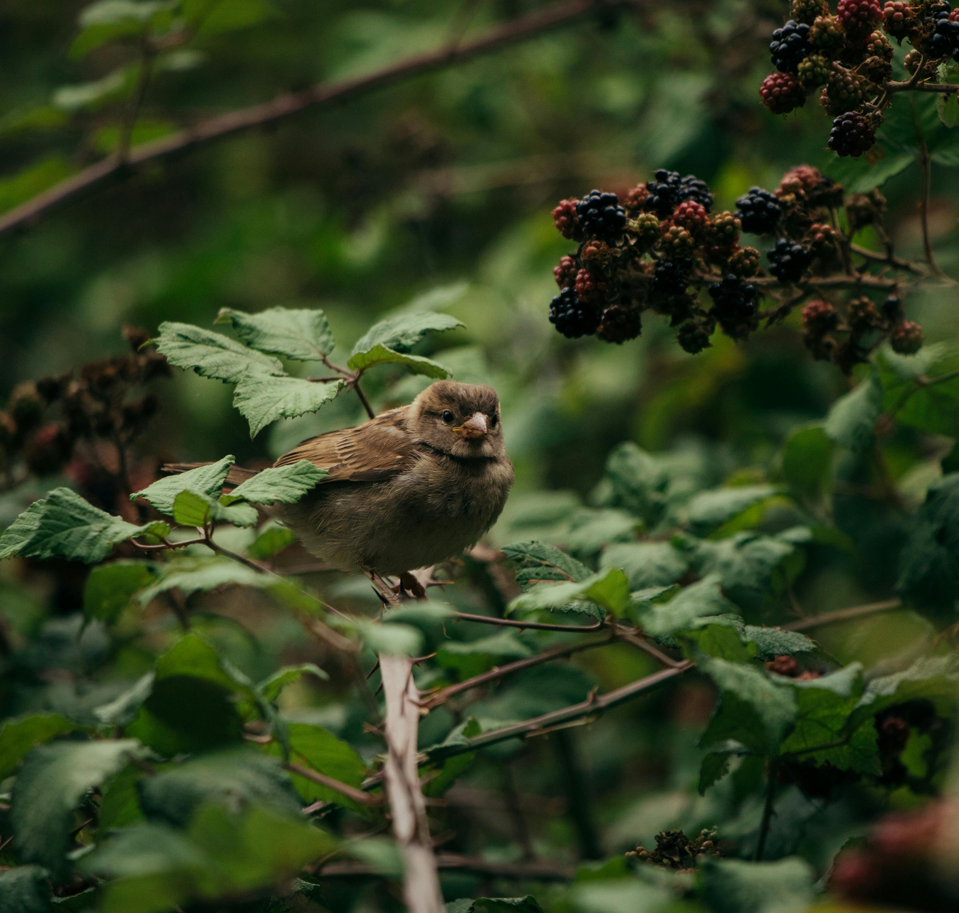 Sparrows Photos, Download The BEST Free Sparrows Stock Photos & HD Images