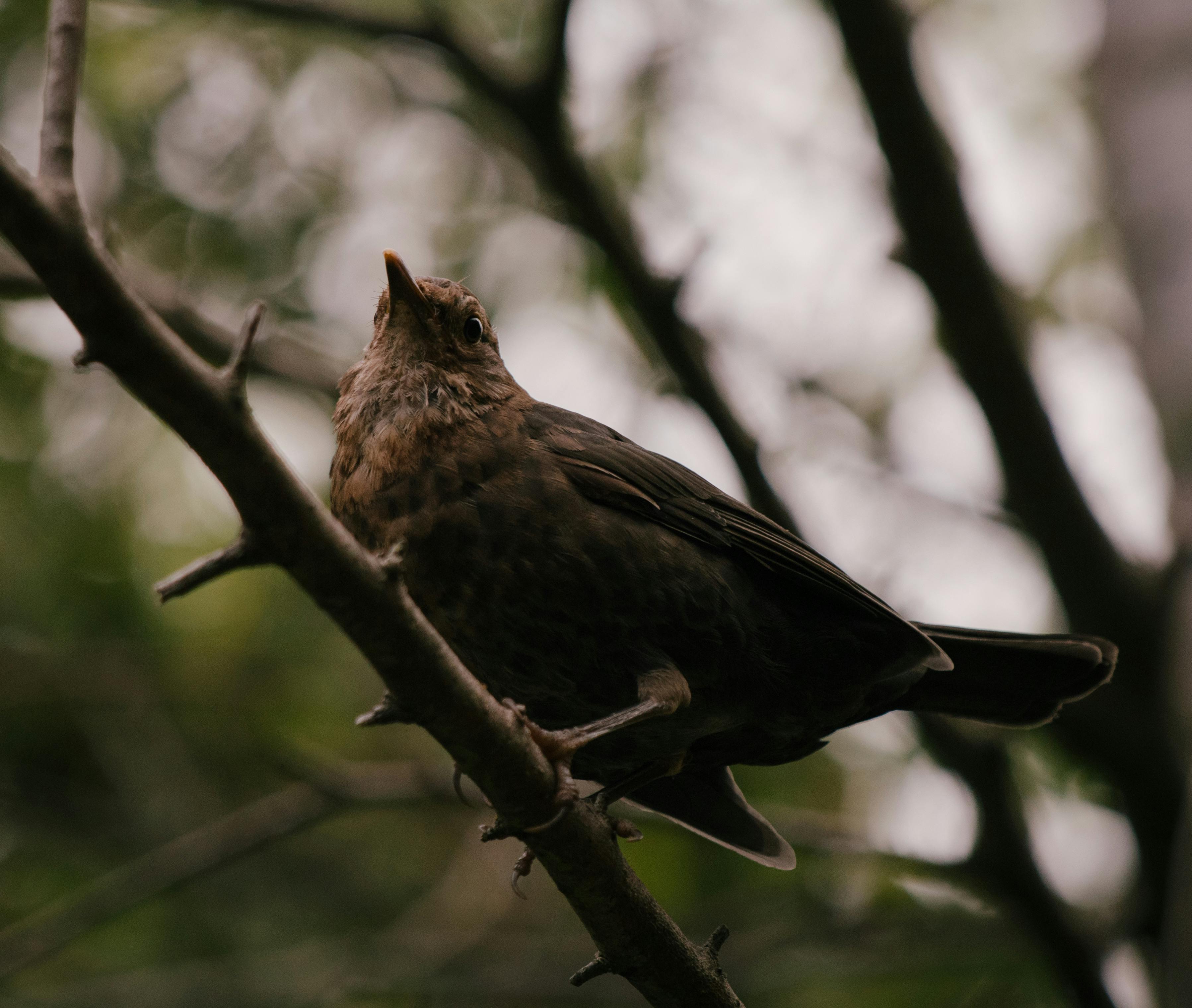 Black Bird on Tree Branch · Free Stock Photo
