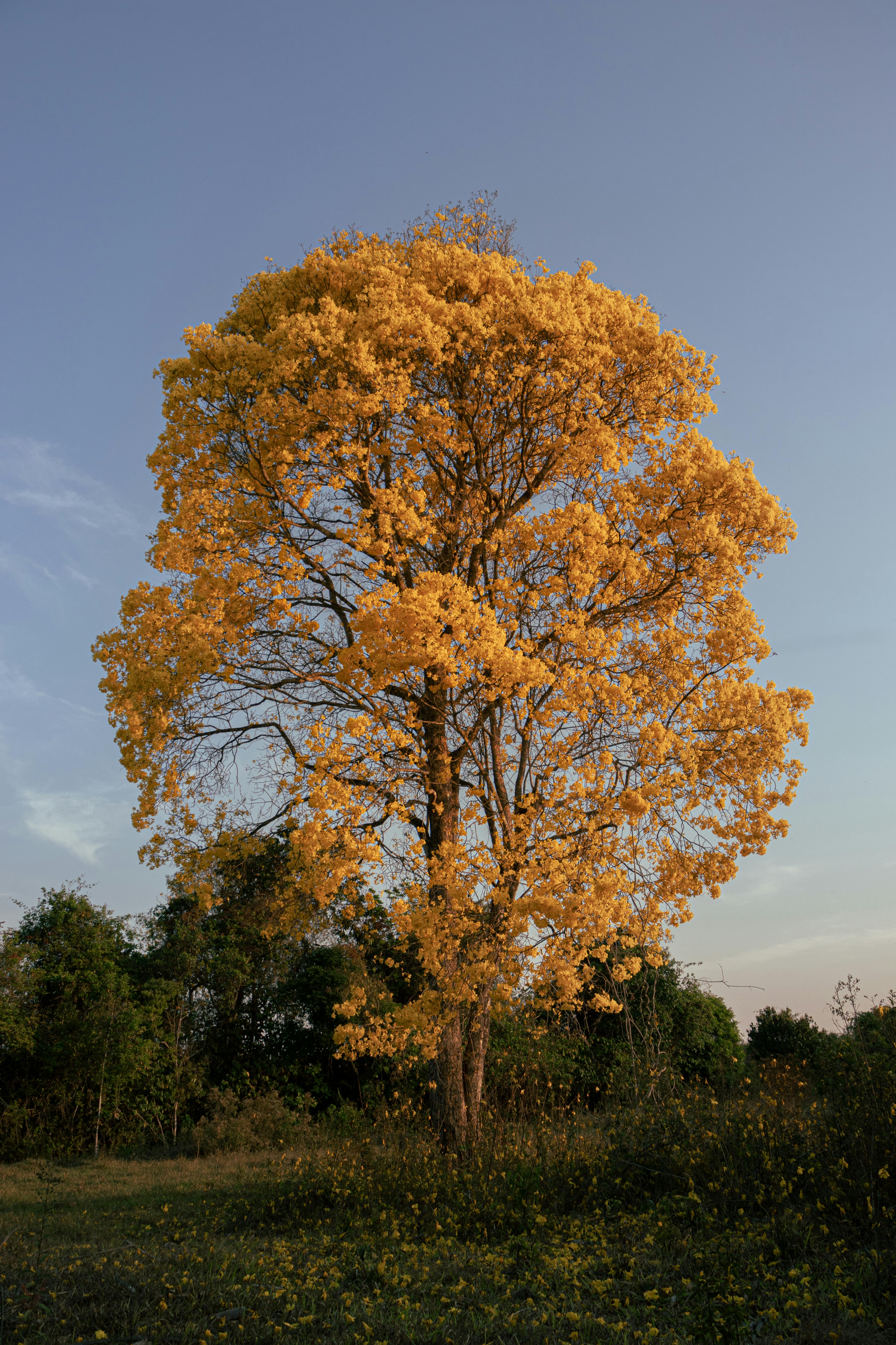 Flowering Yellow Tree on Green Grass under Blue Sky · Free Stock Photo