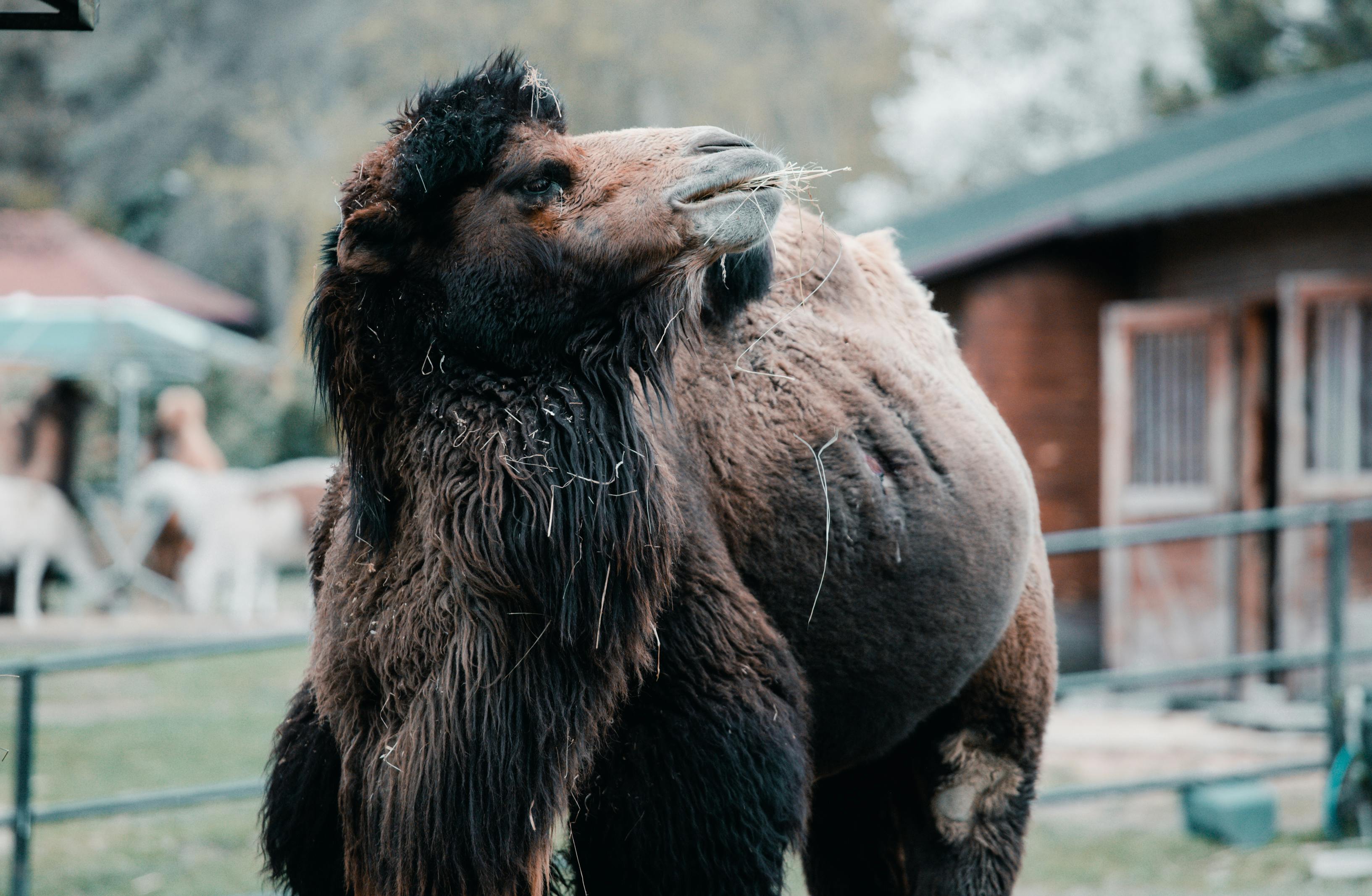 White Short Coat Animal · Free Stock Photo