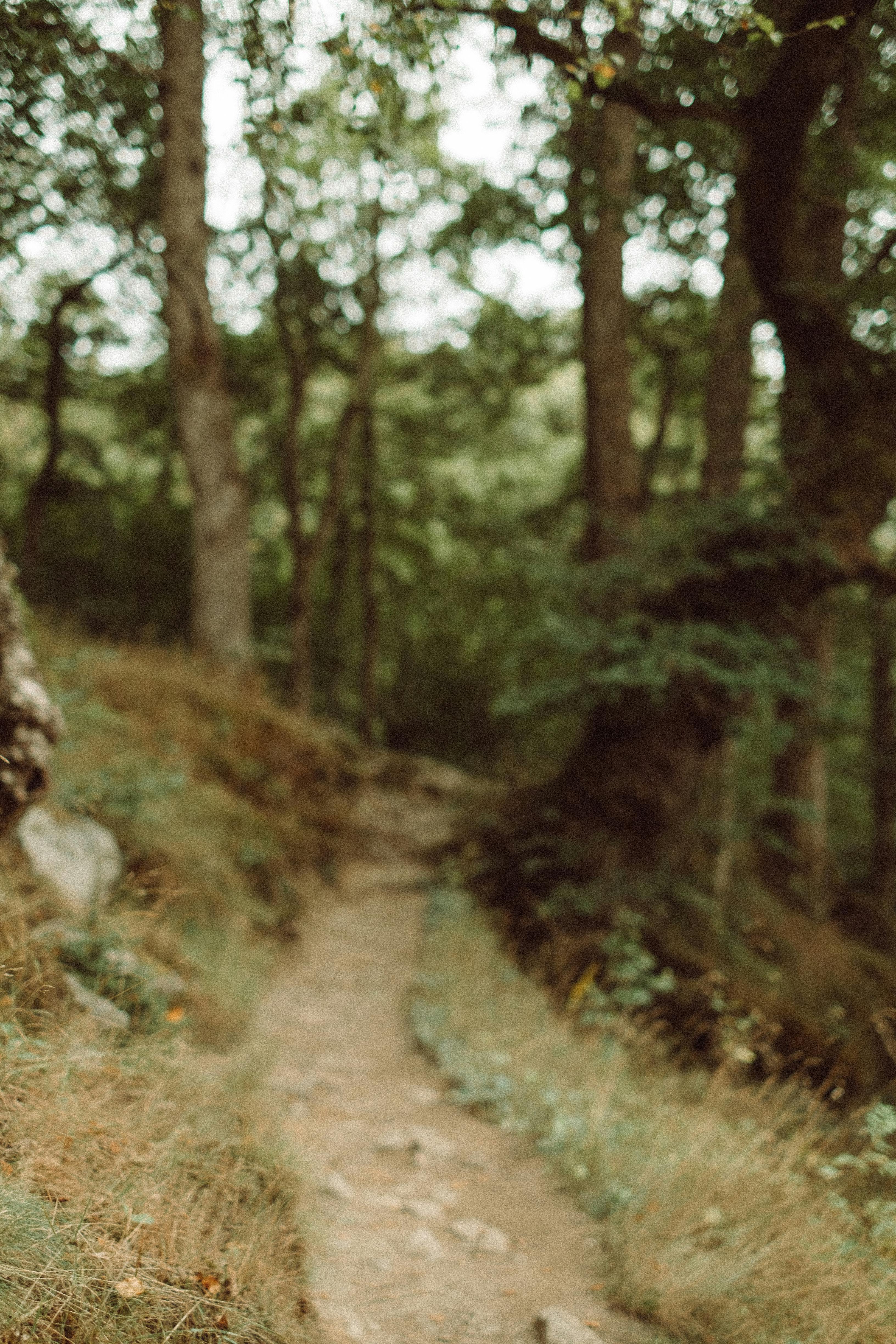Dirt Pathway Between Trees and Green Grass · Free Stock Photo