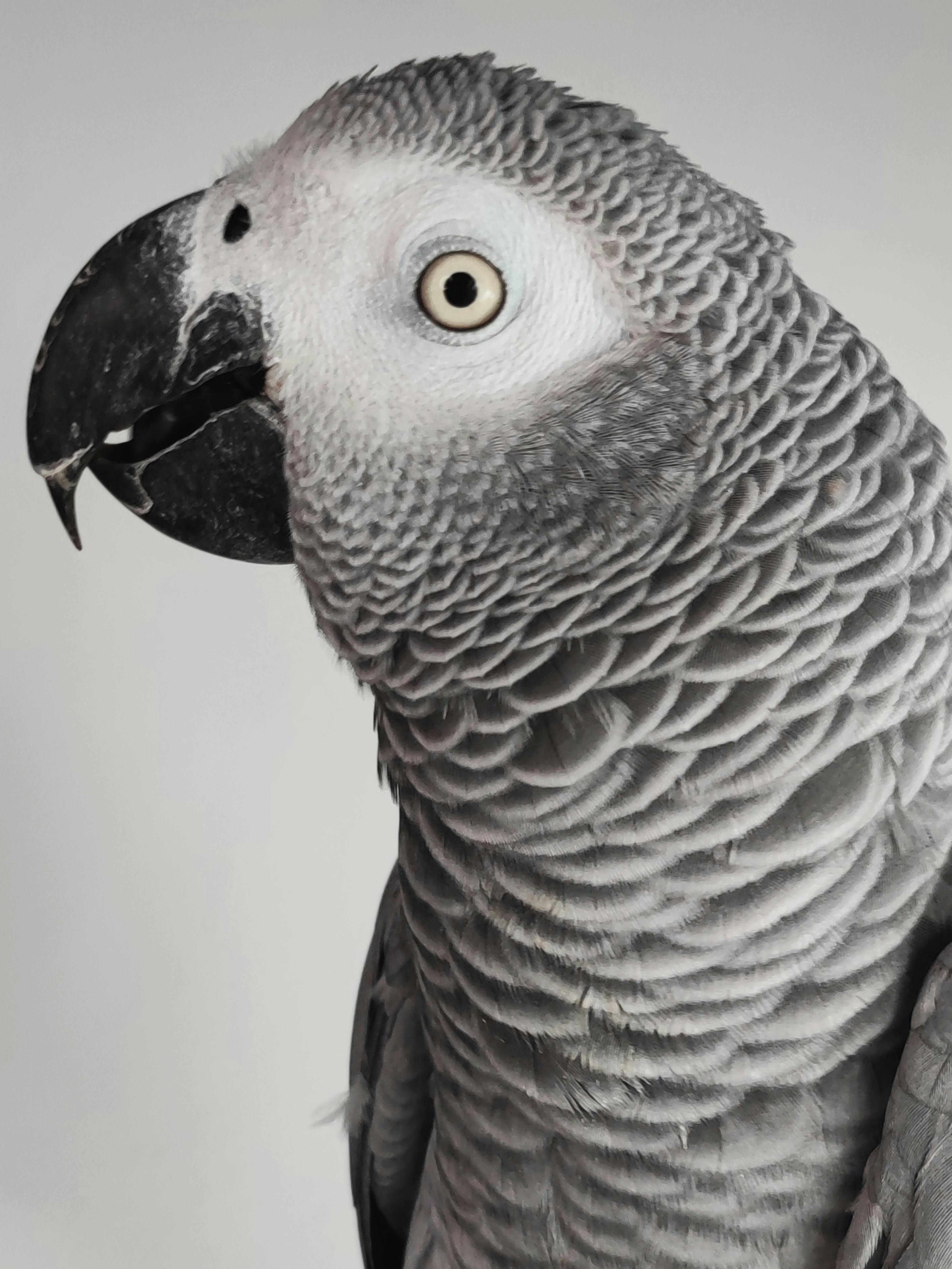 Grey Parrot Photos, Download The BEST Free Grey Parrot Stock Photos ...