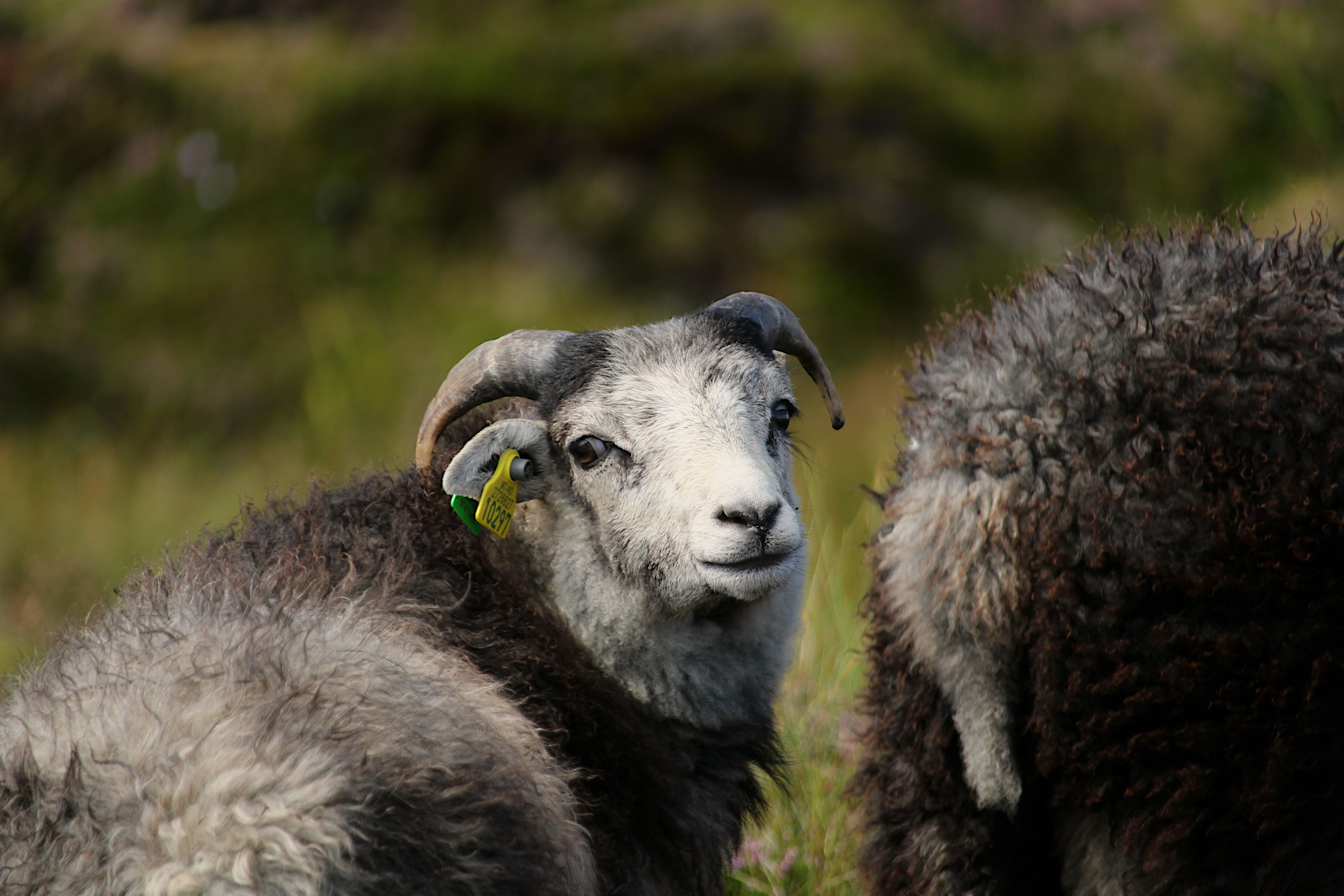 Herdwick Photos, Download The BEST Free Herdwick Stock Photos & HD Images