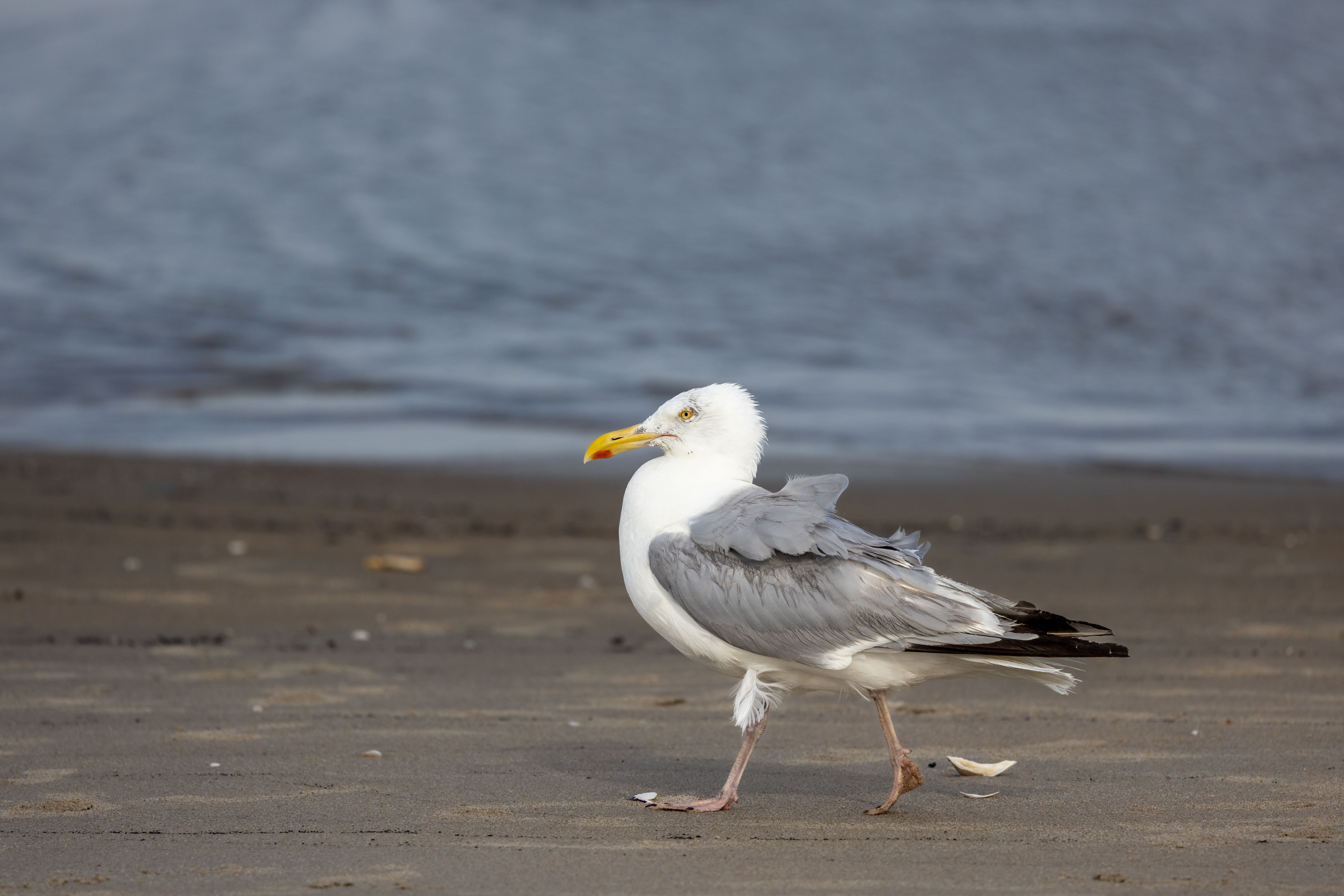 Close-Up Shot of a Seagull on the Shore · Free Stock Photo