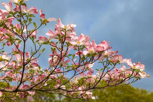 Dogwood Tree Bleeding Red: Causes, Types, and Why It Matters
