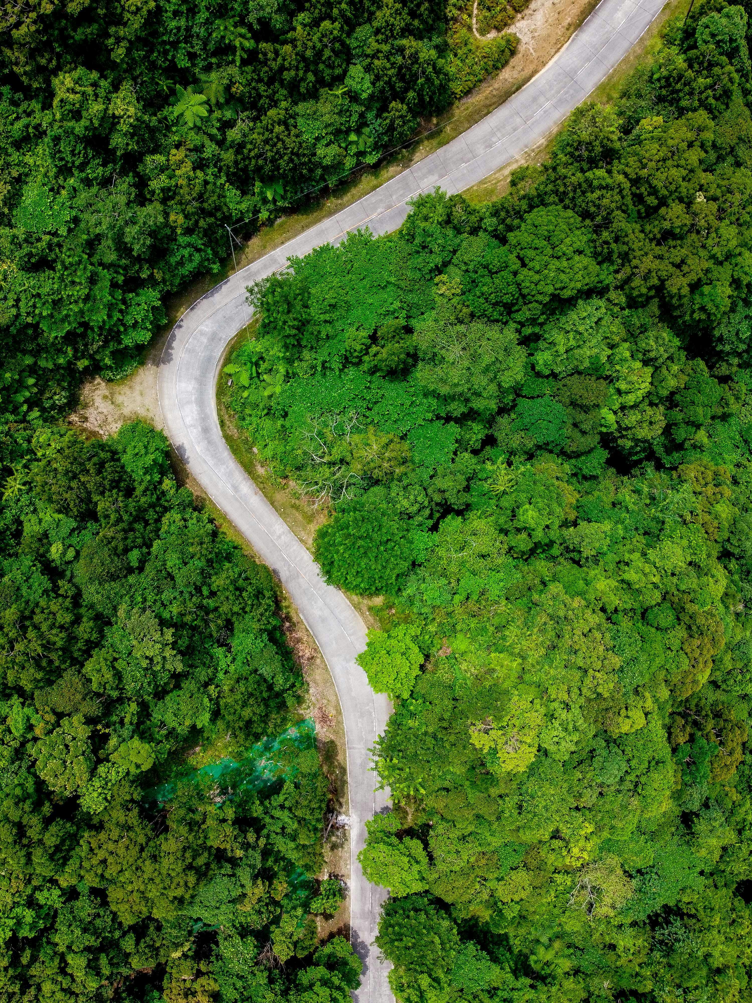 Aerial View of Roadway between Trees · Free Stock Photo
