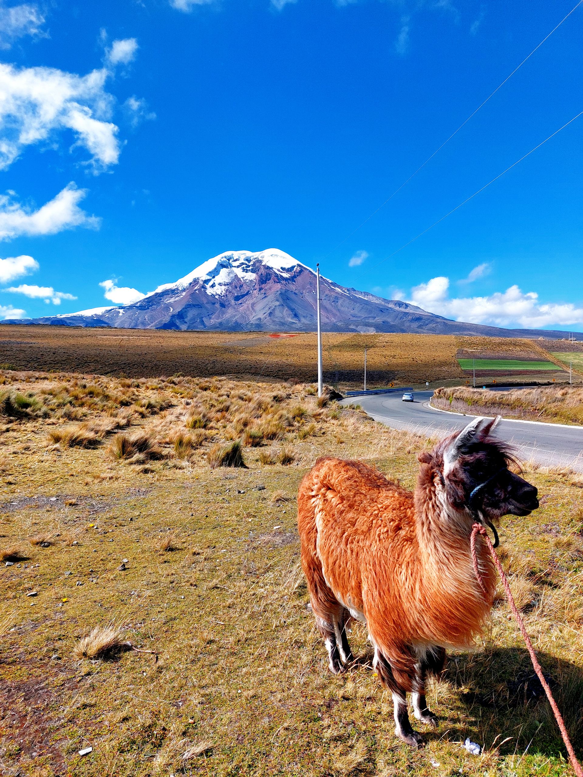Photo Of Llama During Daytime · Free Stock Photo