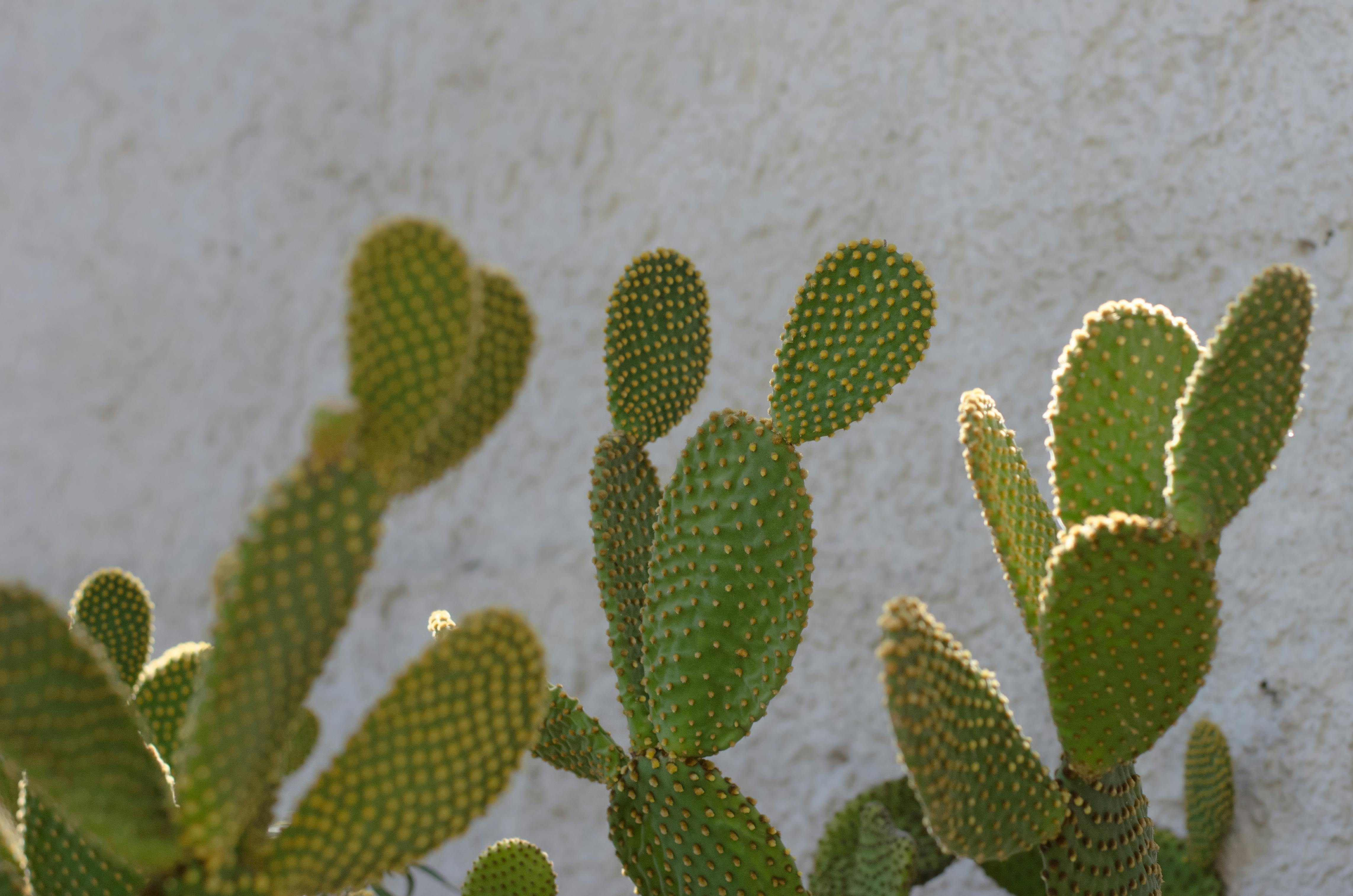 Five Assorted-color Cacti · Free Stock Photo
