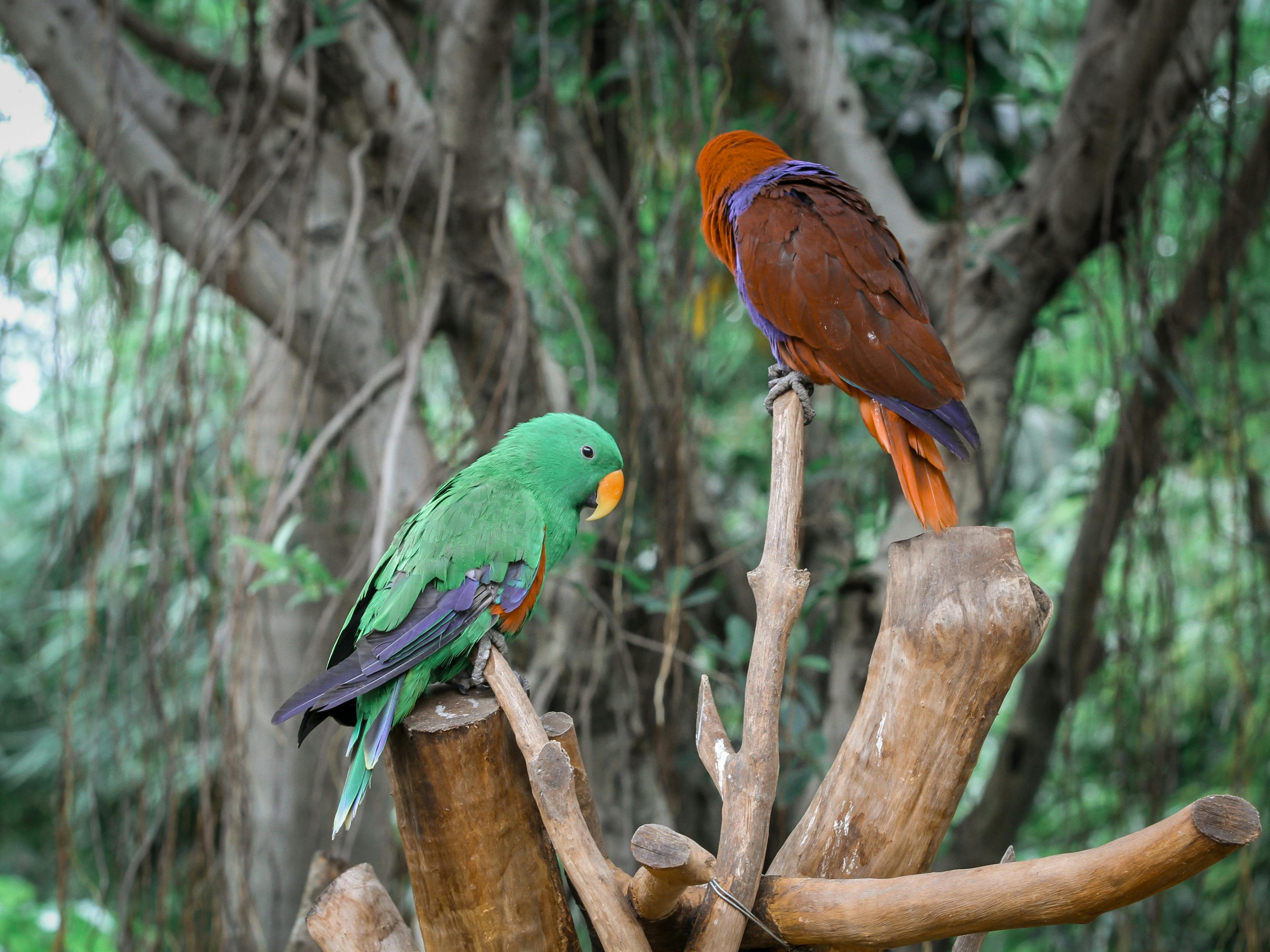 Close-Up Photo of Parrots Perched on a Wood · Free Stock Photo