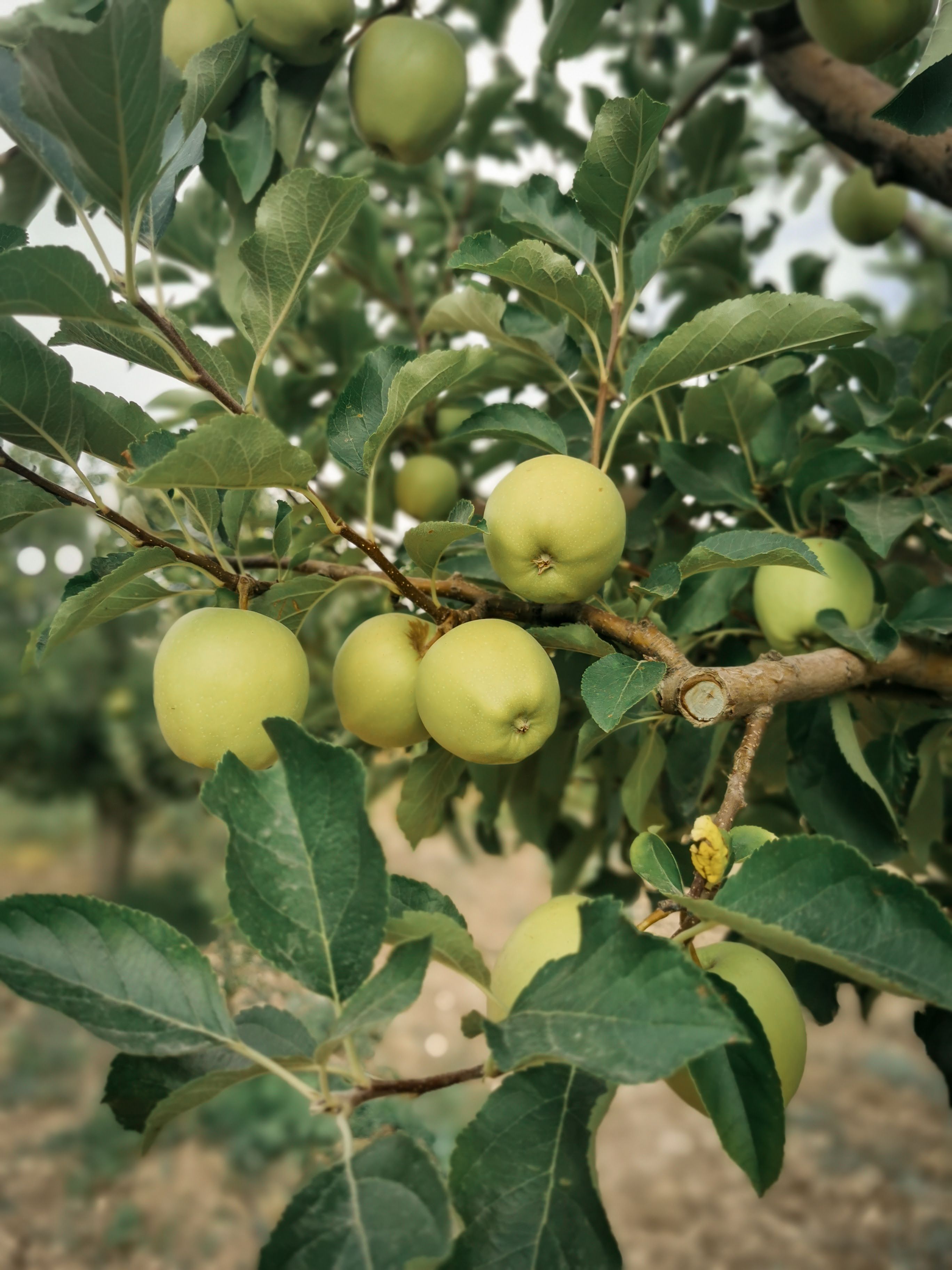Close Up Shot of a Green Apple on the Tree · Free Stock Photo