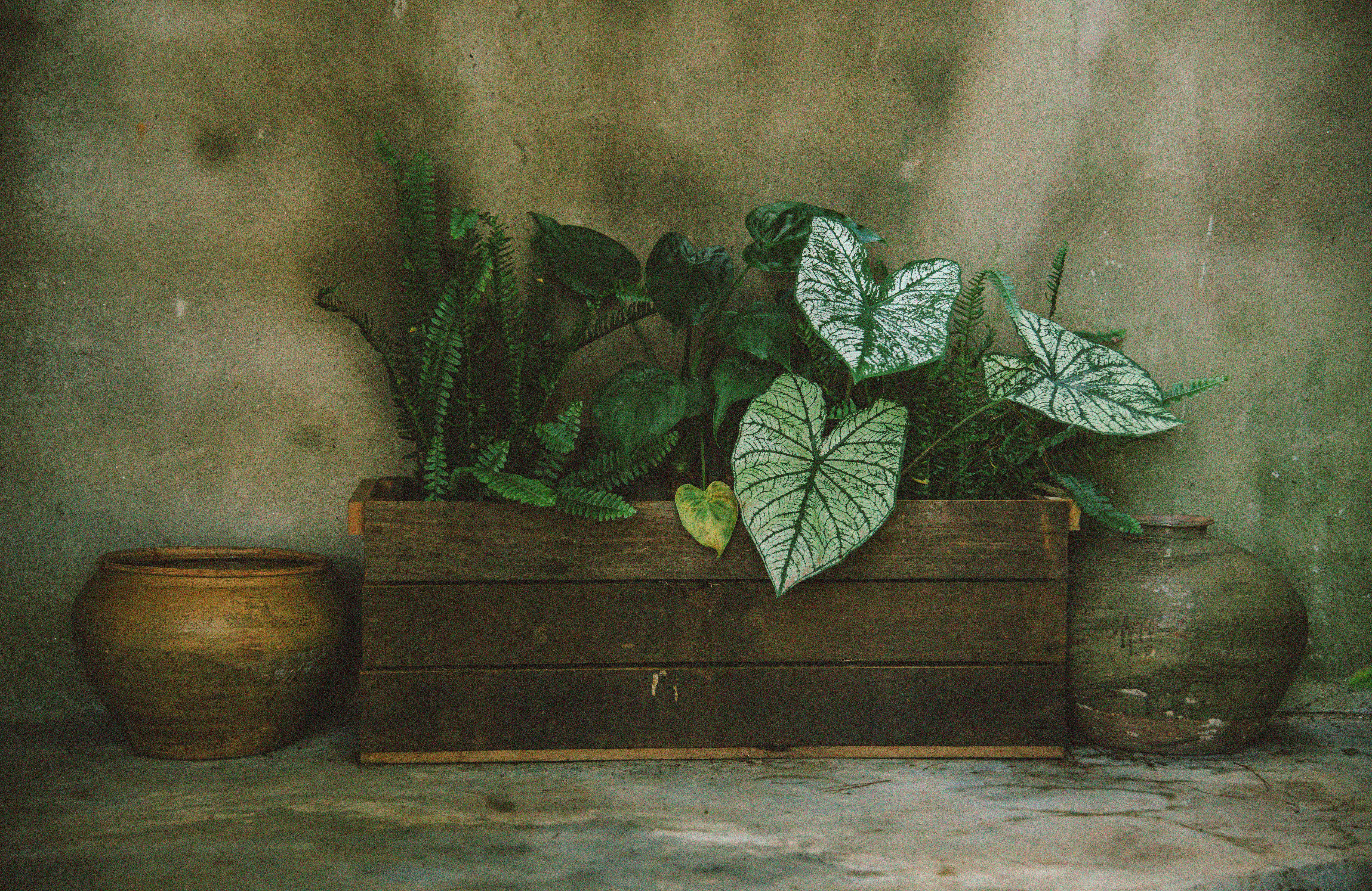 Analogue Photo of a Potted Plant · Free Stock Photo