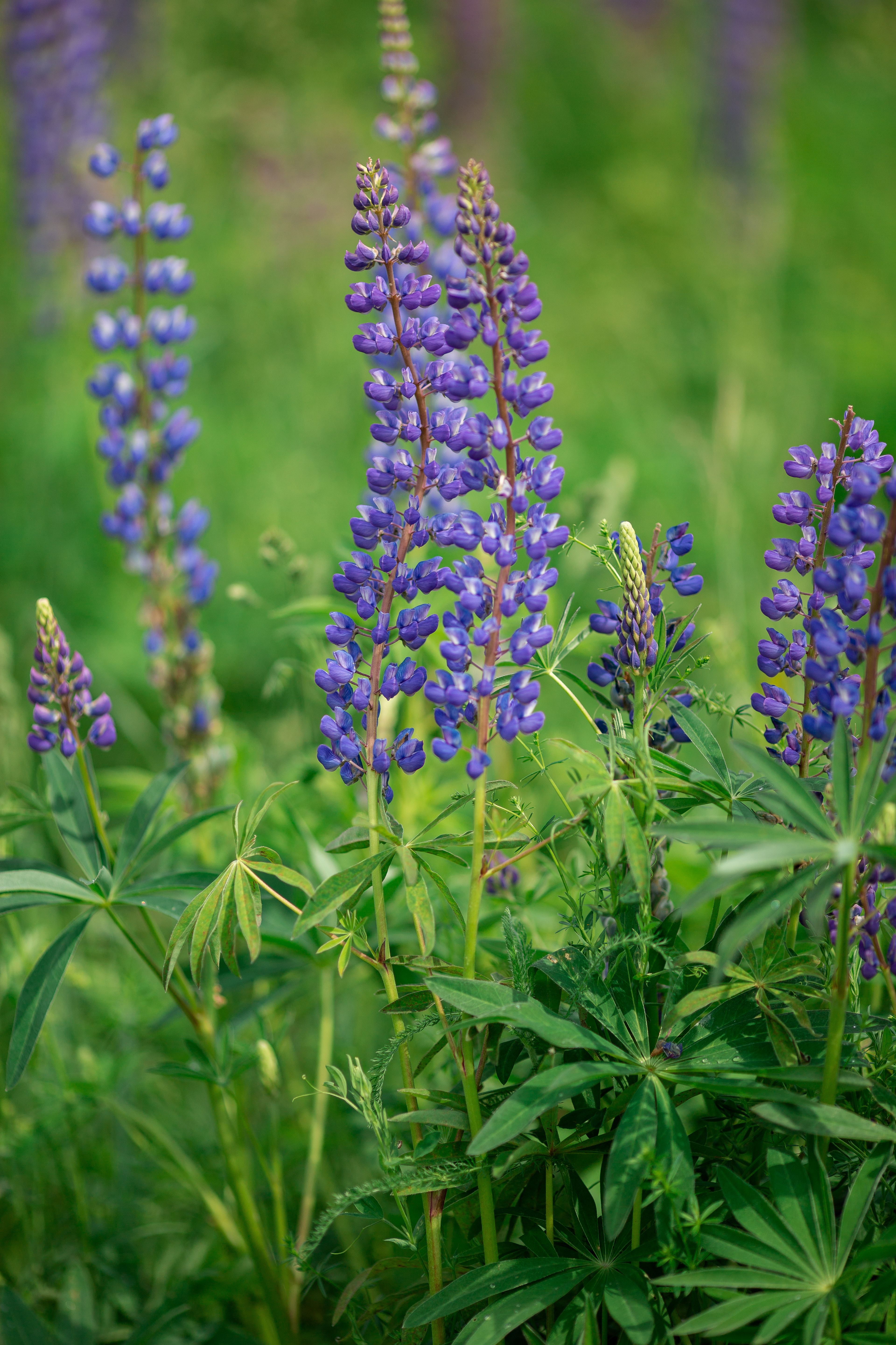 Close Up Shot of a Lupines Flowers · Free Stock Photo