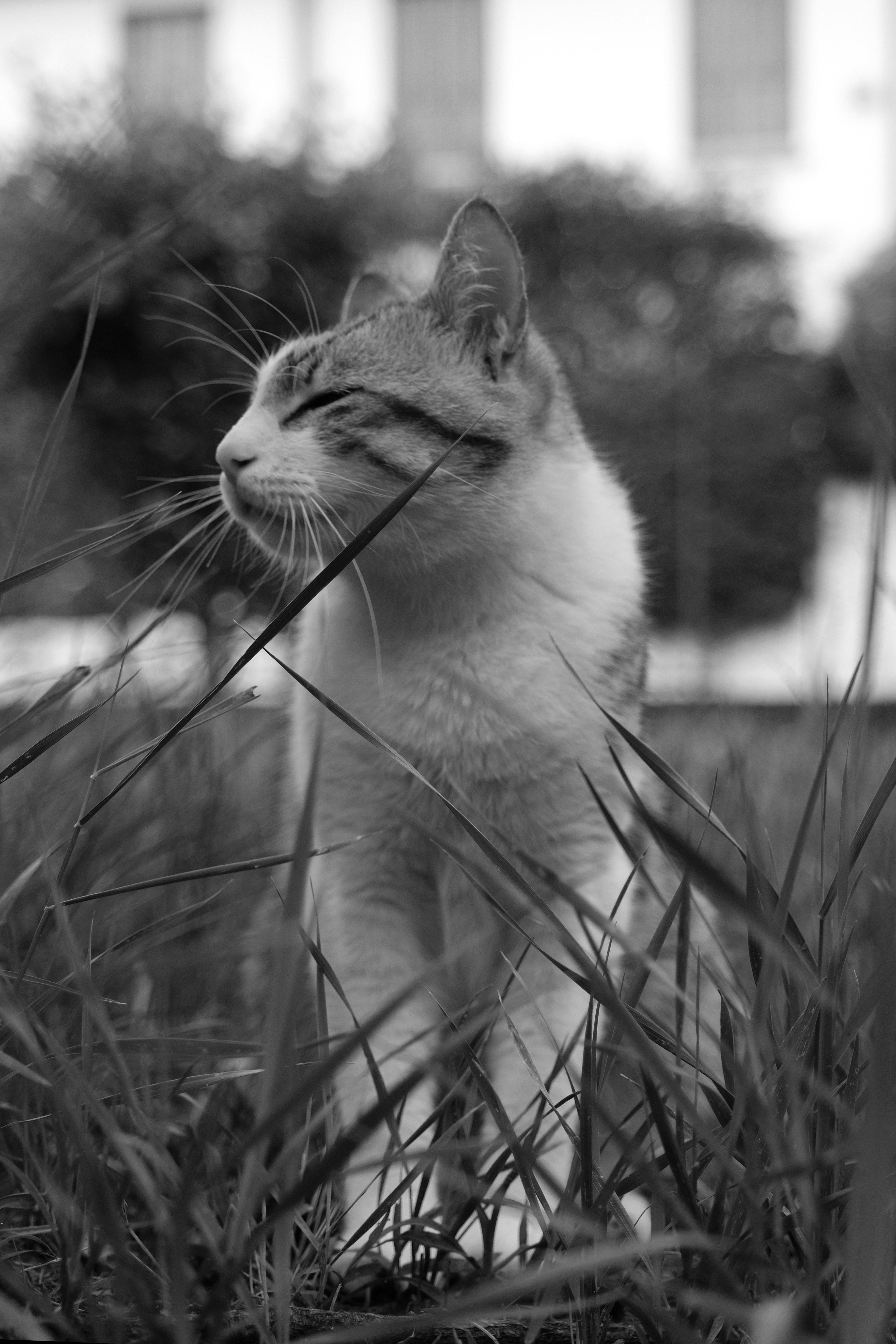 Cat 2021 Photos, Download Free Cat 2021 Stock Photos & HD Images