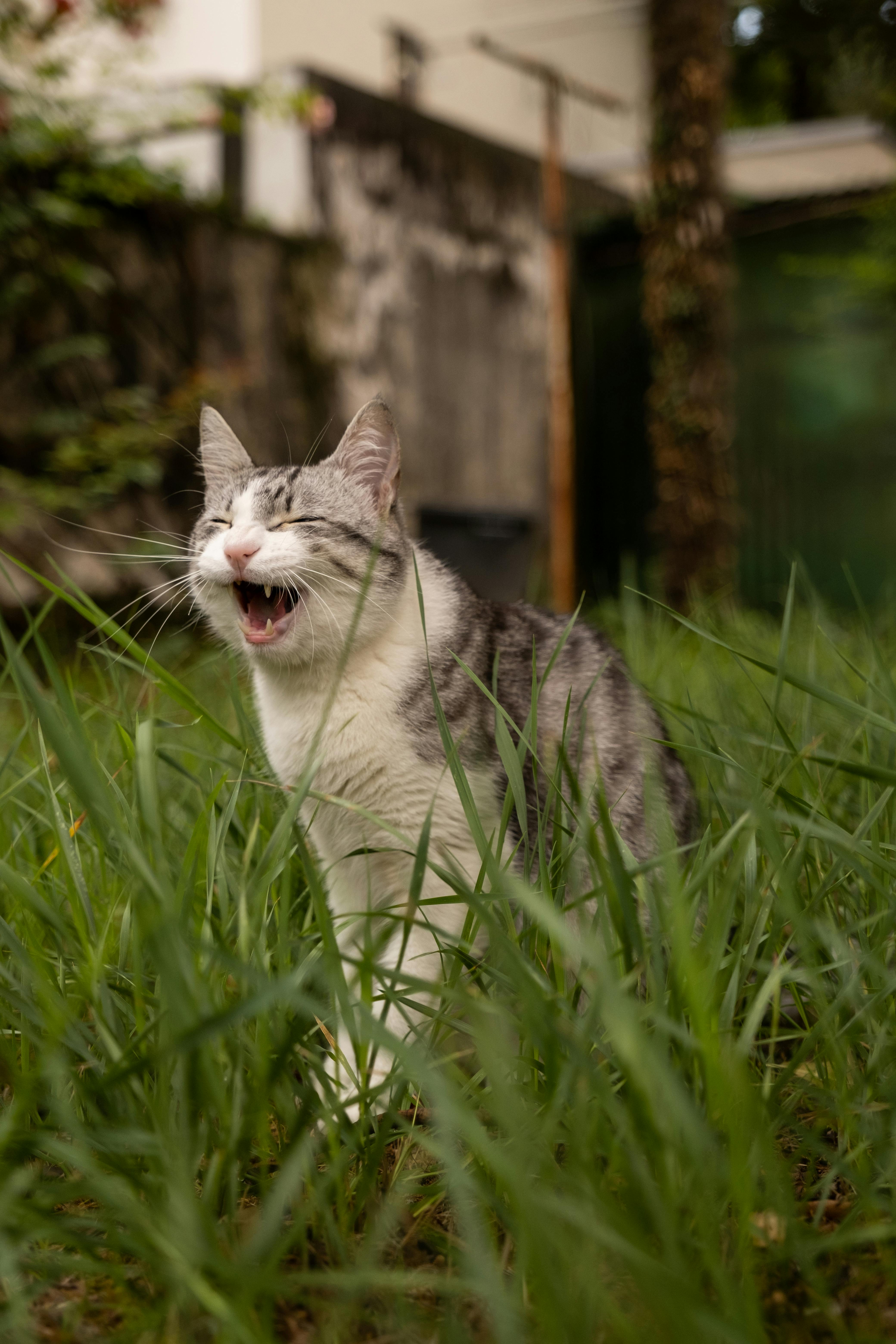 Cat Speaking Photos, Download Free Cat Speaking Stock Photos & HD Images