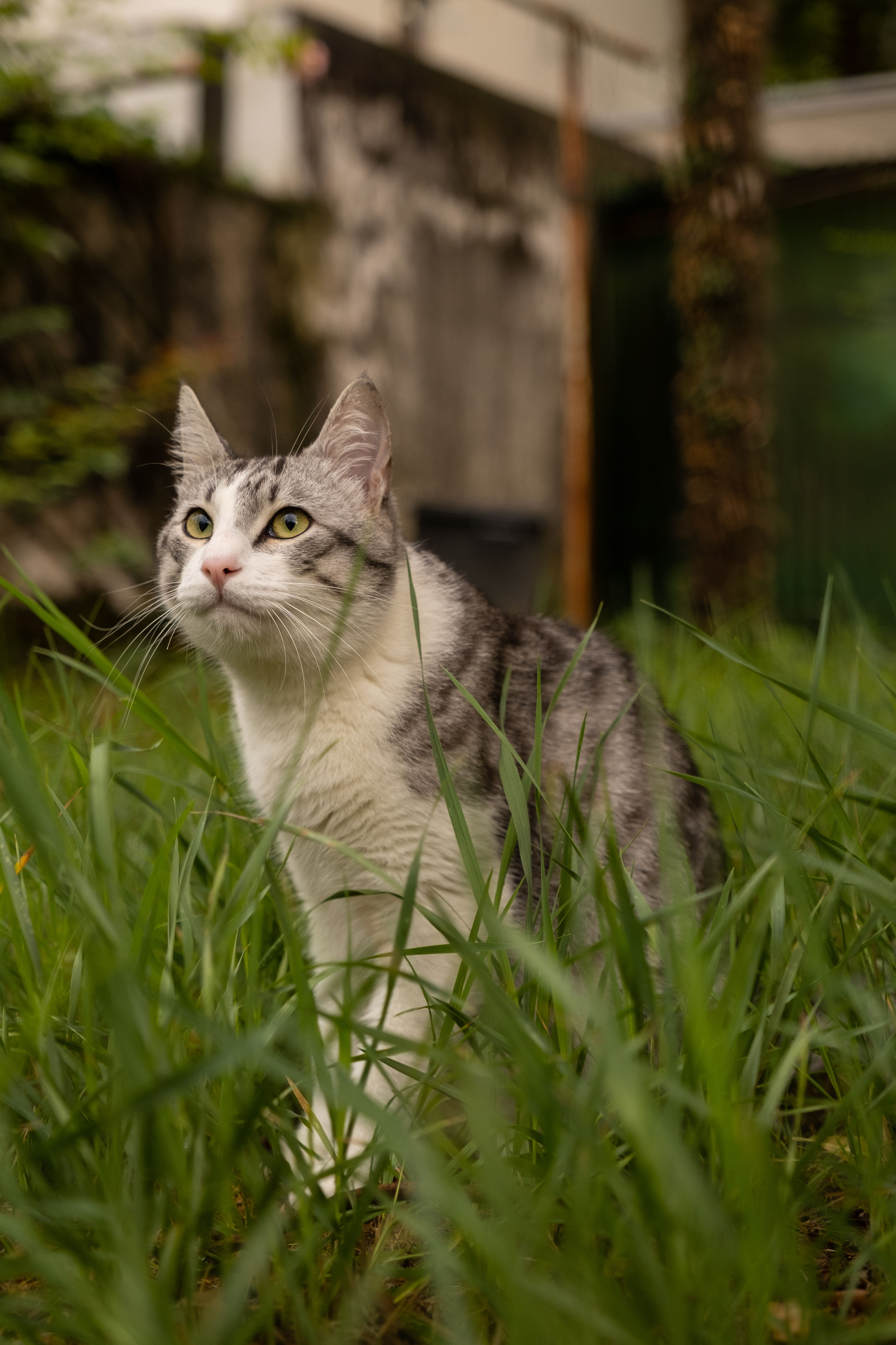 Cat Speaking Photos, Download Free Cat Speaking Stock Photos & HD Images