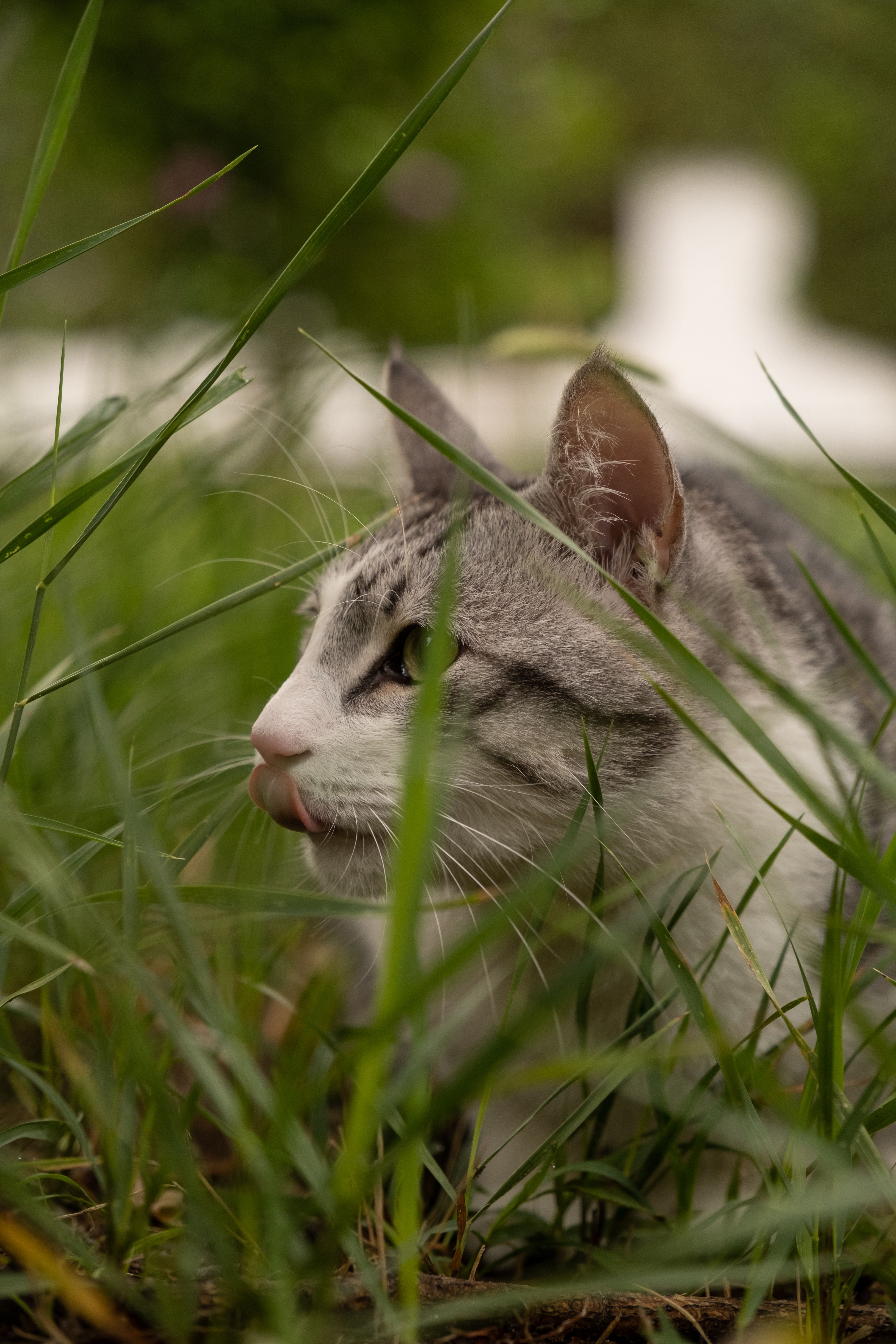 Close-Up Shot of a Cat · Free Stock Photo