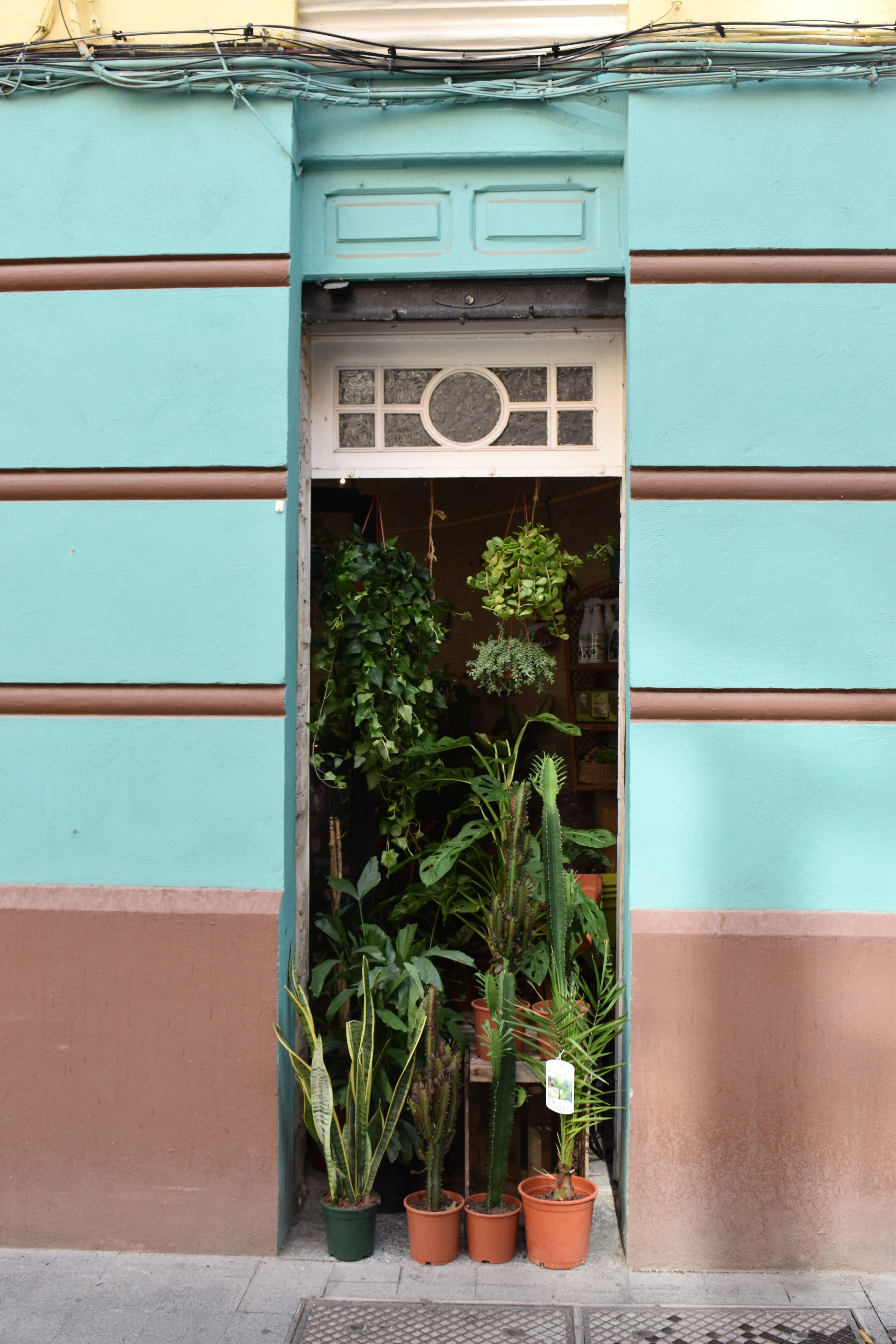 Plants in Door Opening · Free Stock Photo