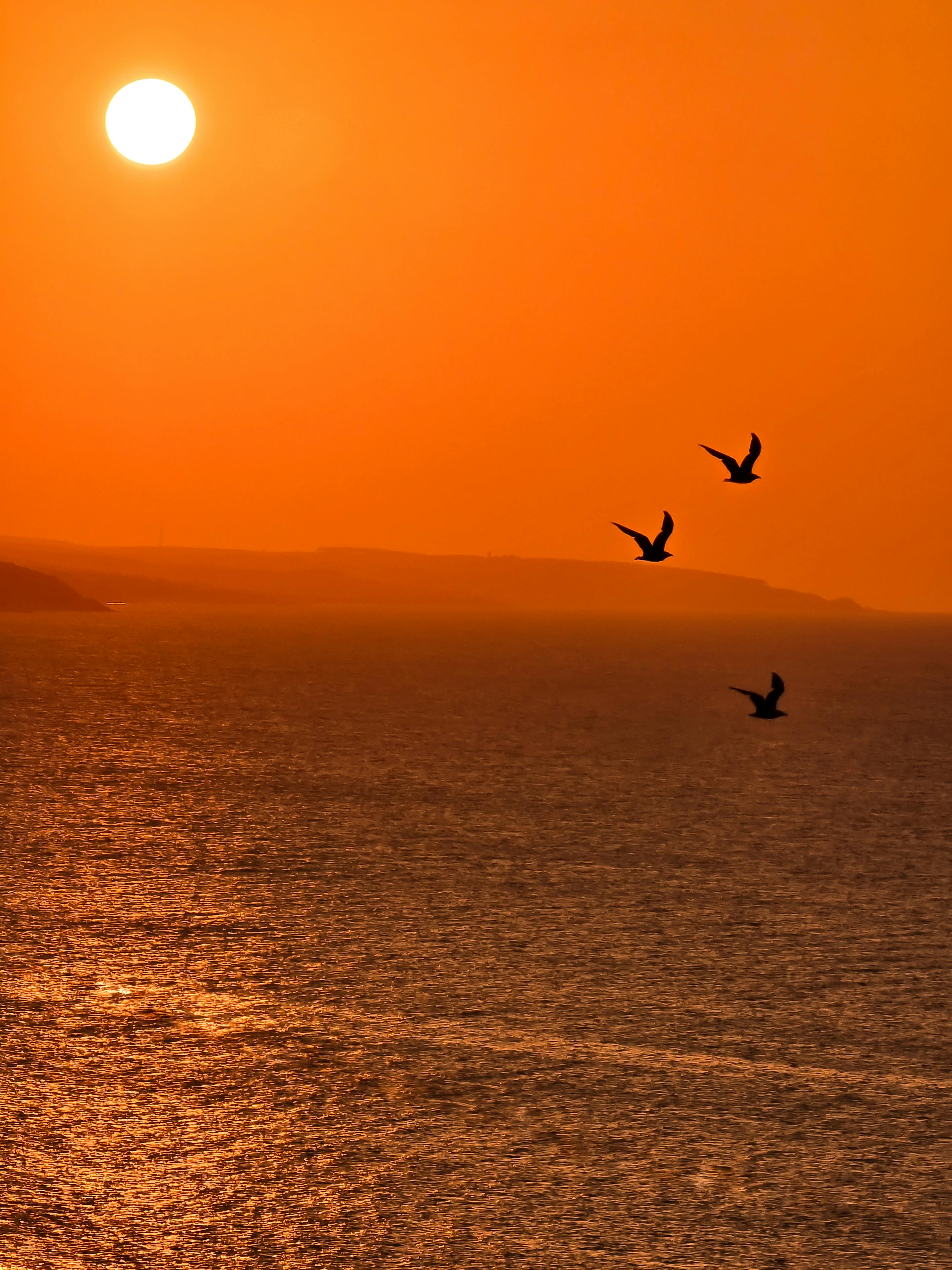 Three Birds Flying During Sunset · Free Stock Photo