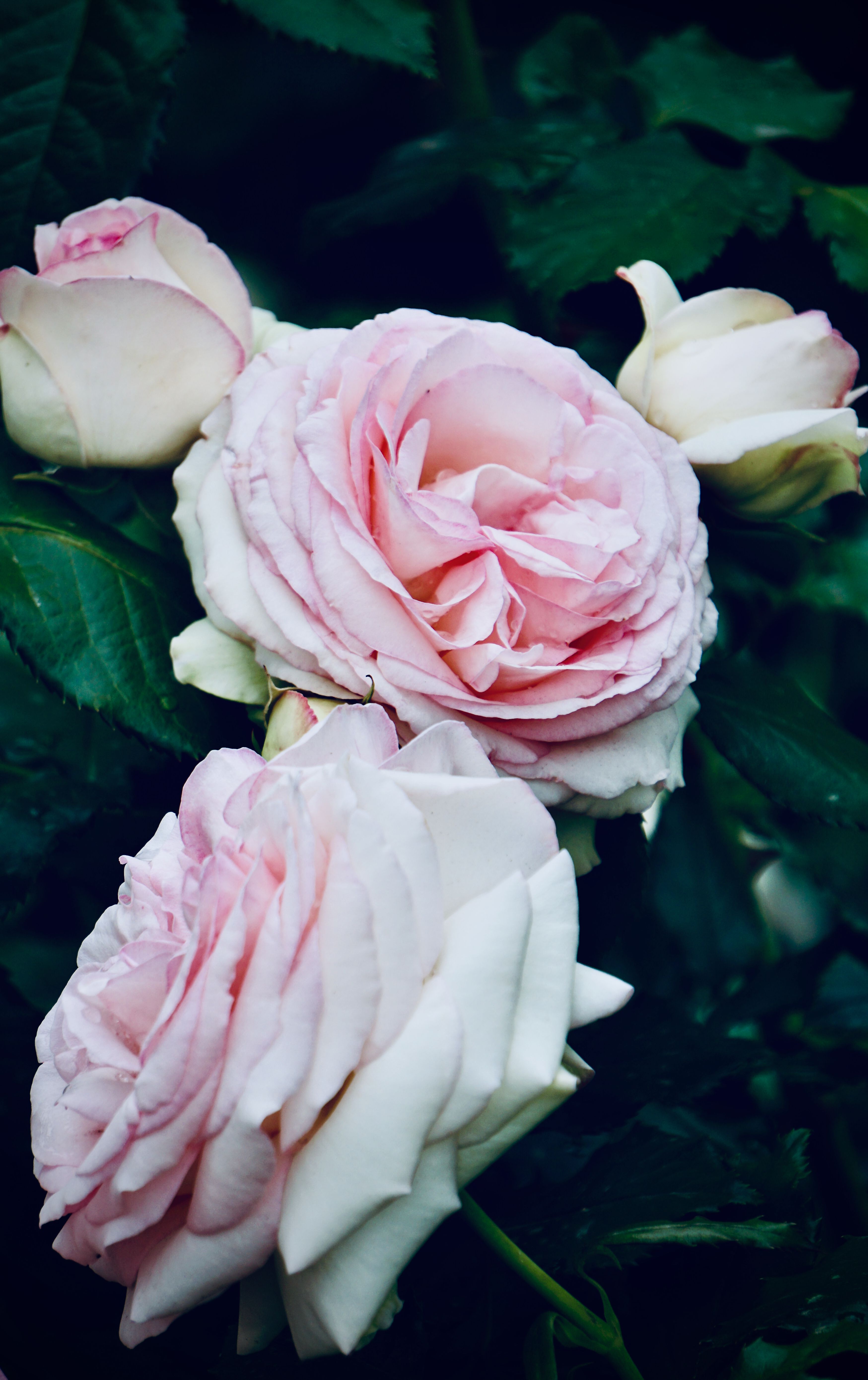 Close-Up Shot of a White Rose · Free Stock Photo