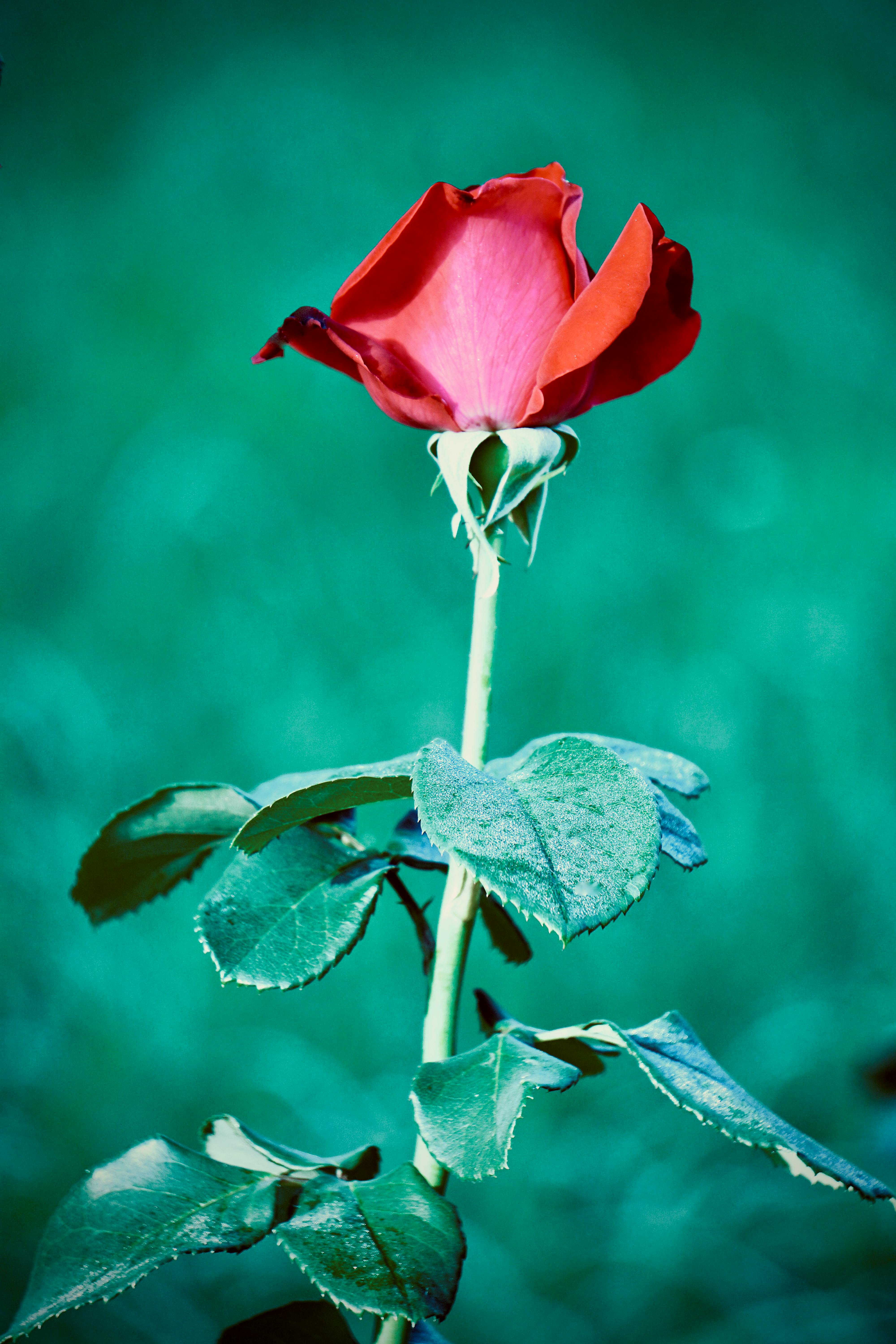 Red Rose With Water Droplets · Free Stock Photo