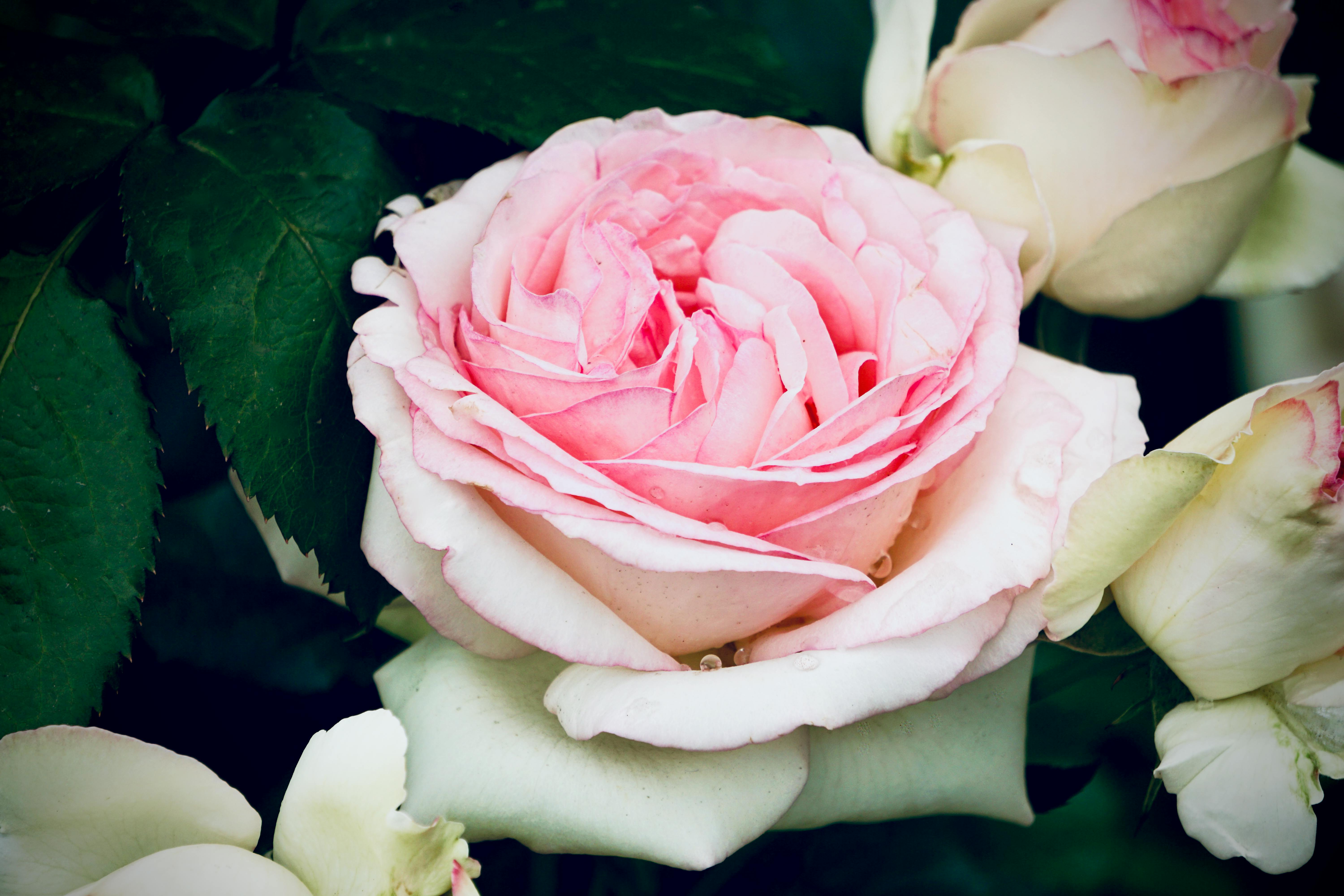Roses in Bloom · Free Stock Photo