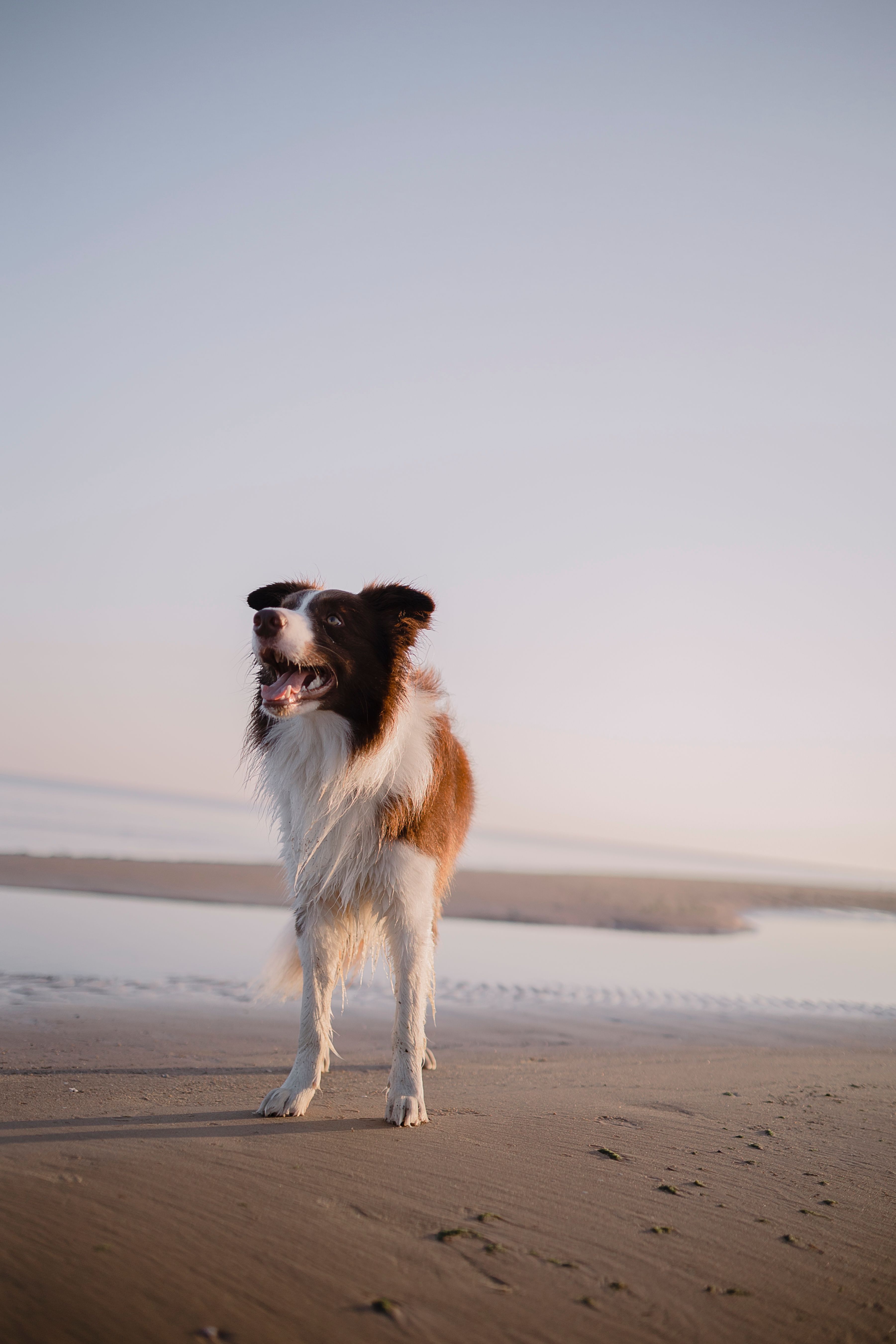 Dog Standing on the Beach at Dusk · Free Stock Photo
