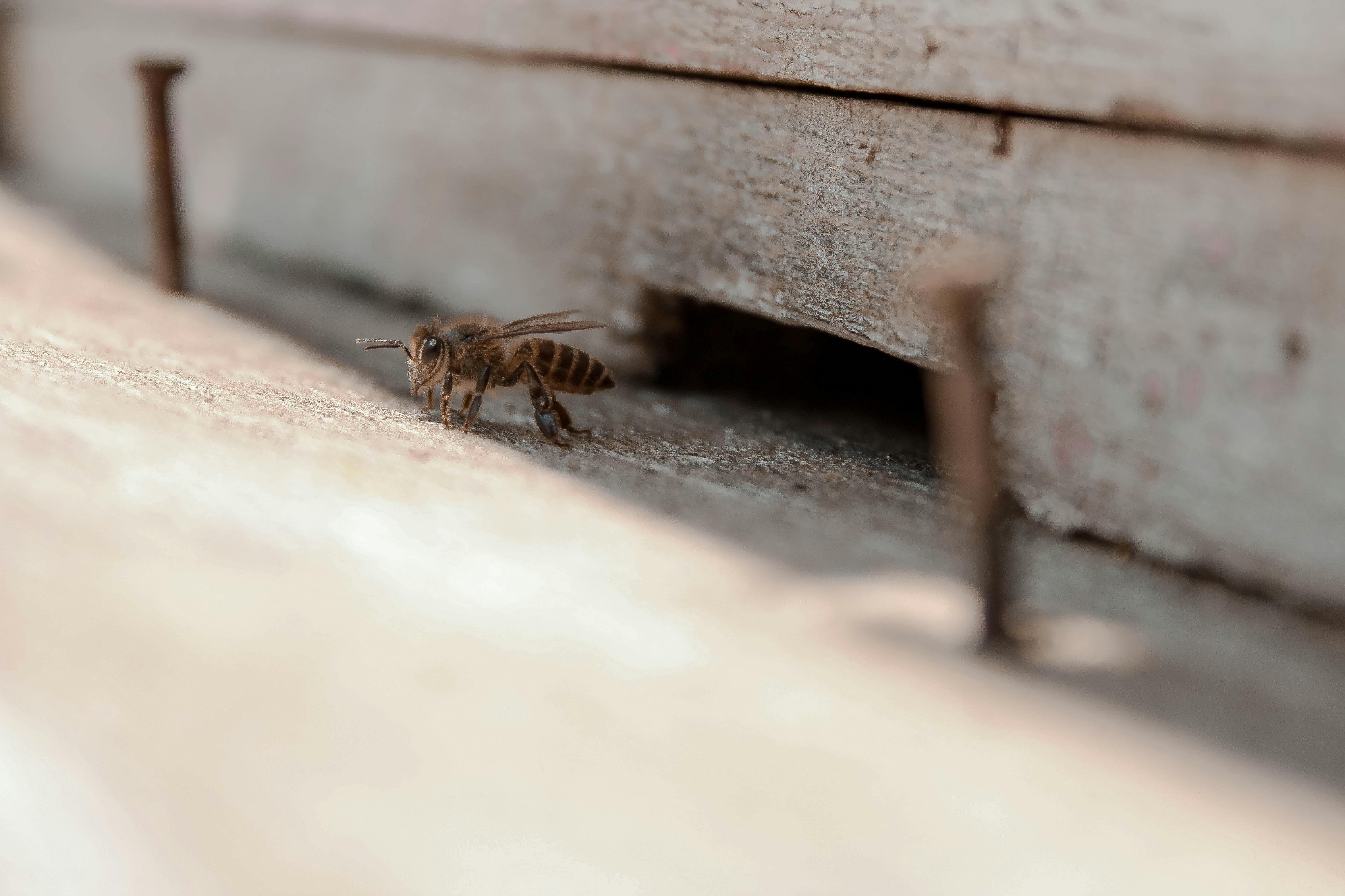 Close Up Photo of a Bee · Free Stock Photo