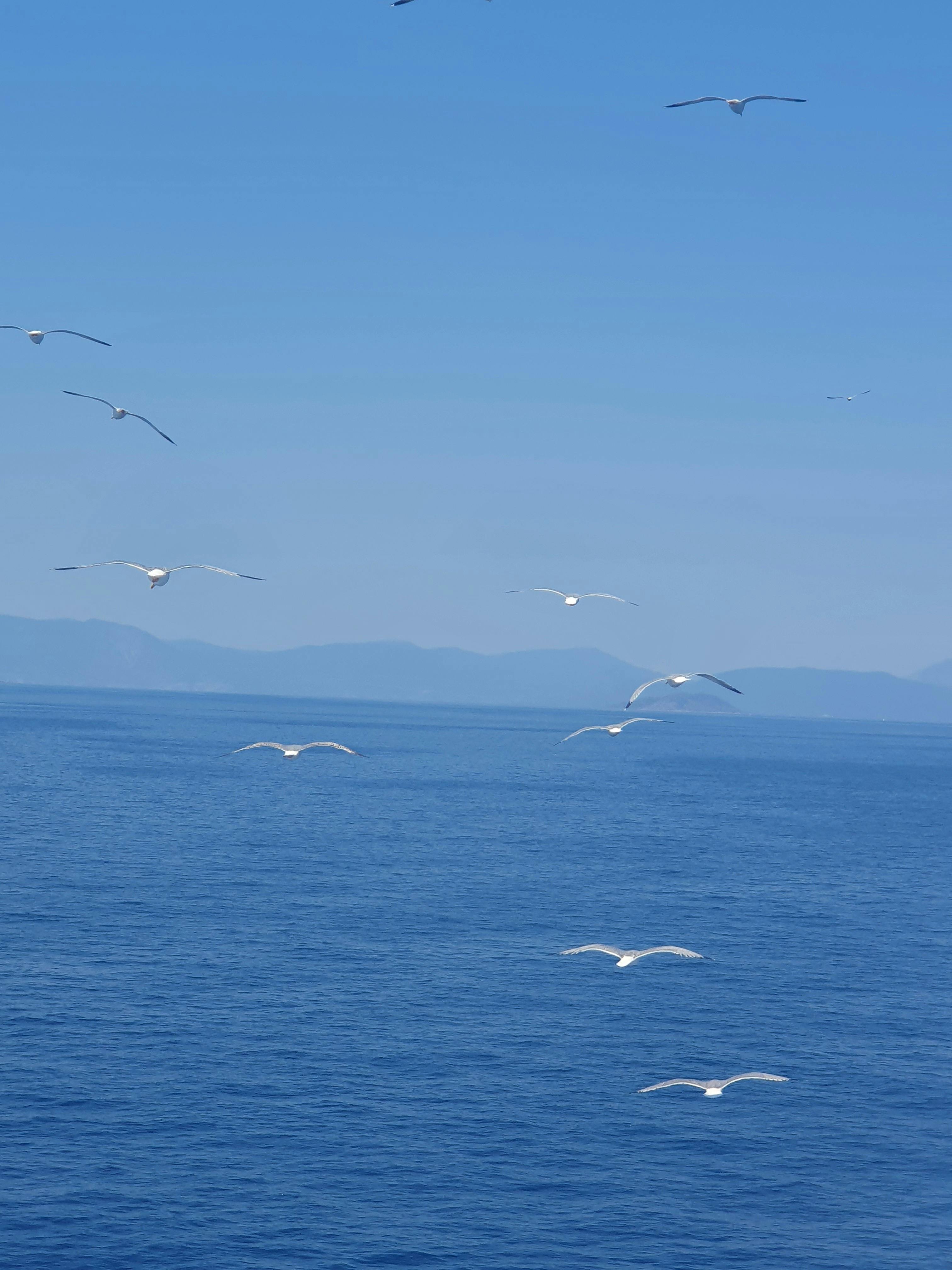 Birds Flying over the Sea · Free Stock Photo