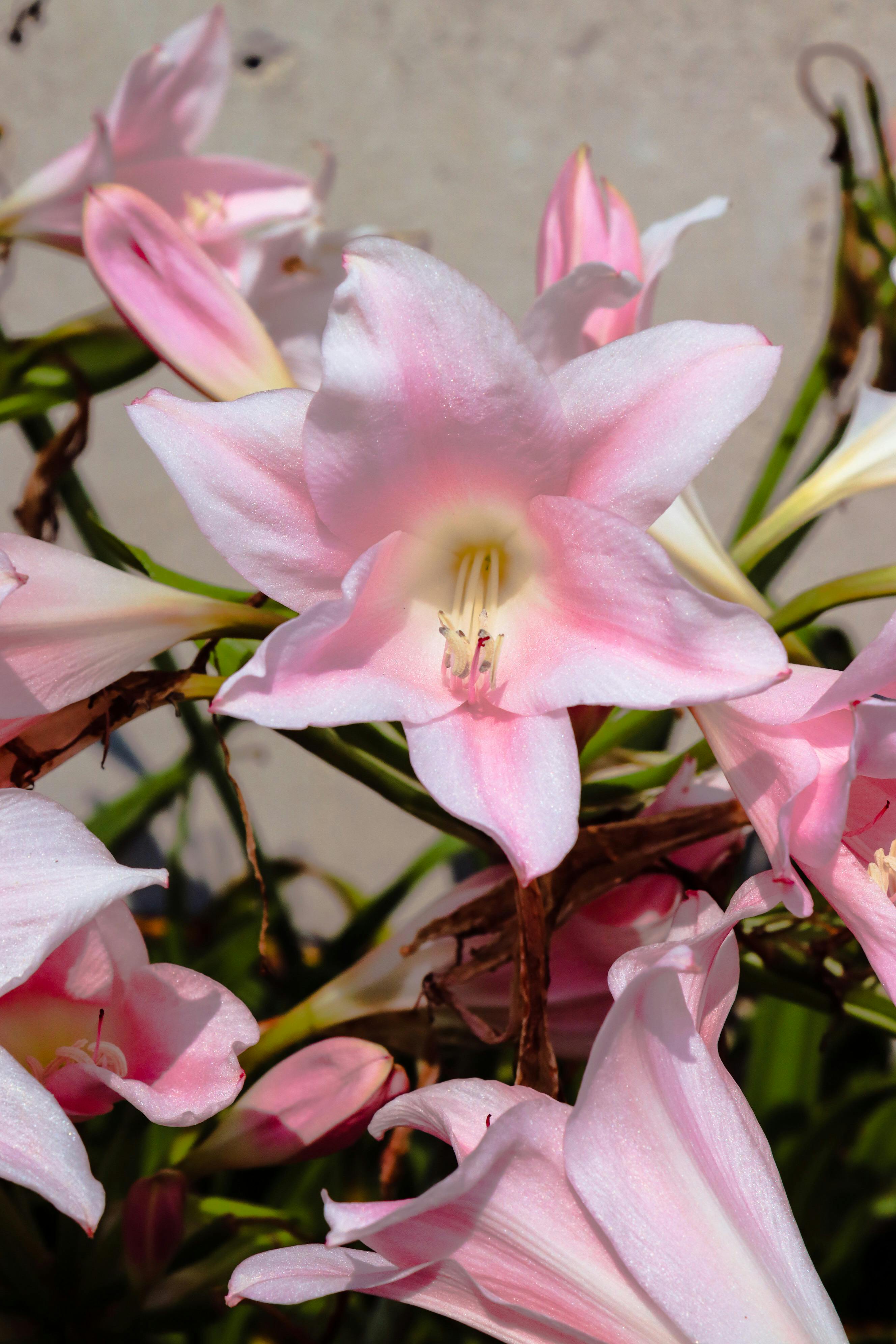 A Close-Up Shot of Pink Lily Flowers · Free Stock Photo