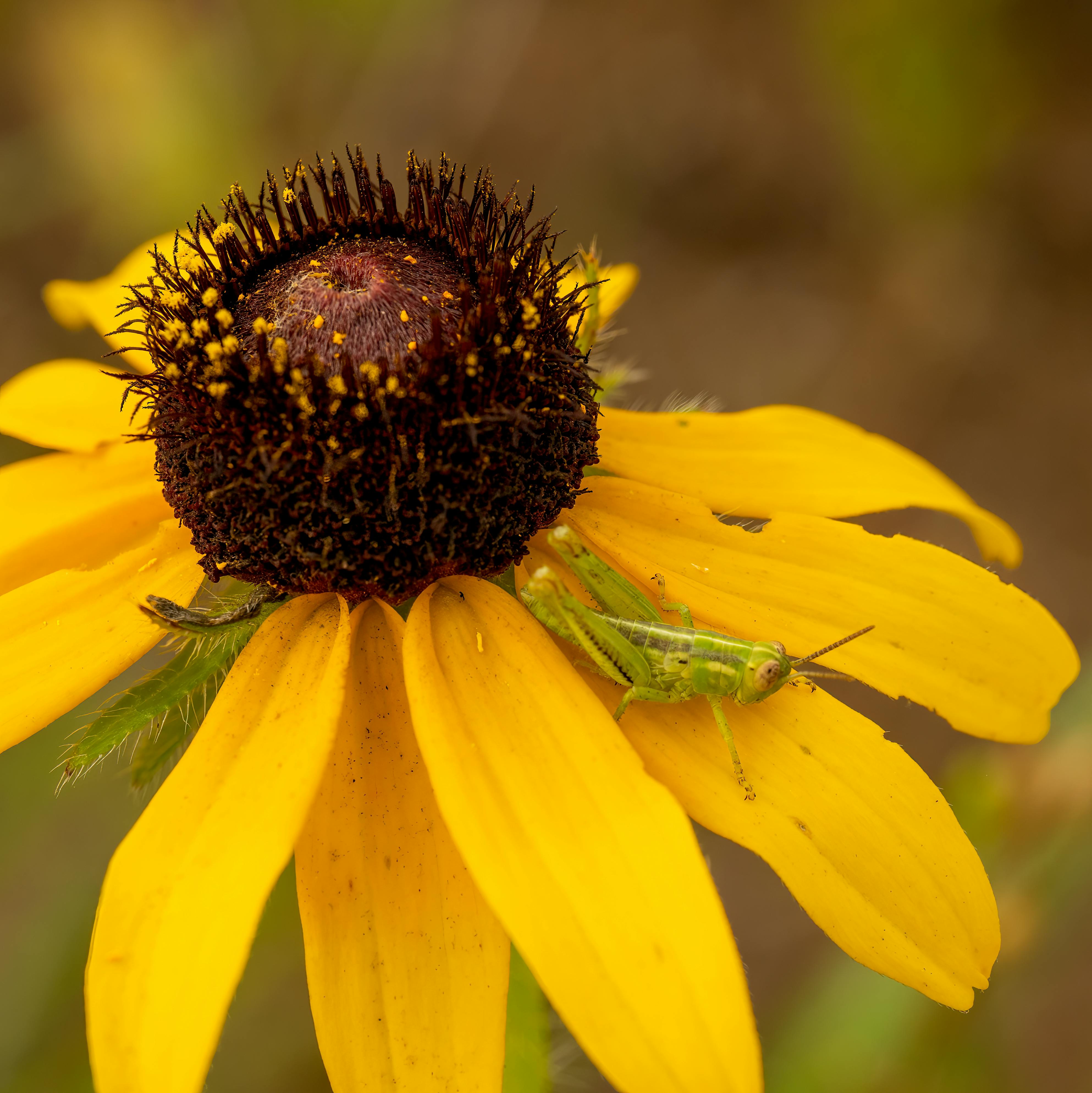 A Grasshopper on a Flower · Free Stock Photo