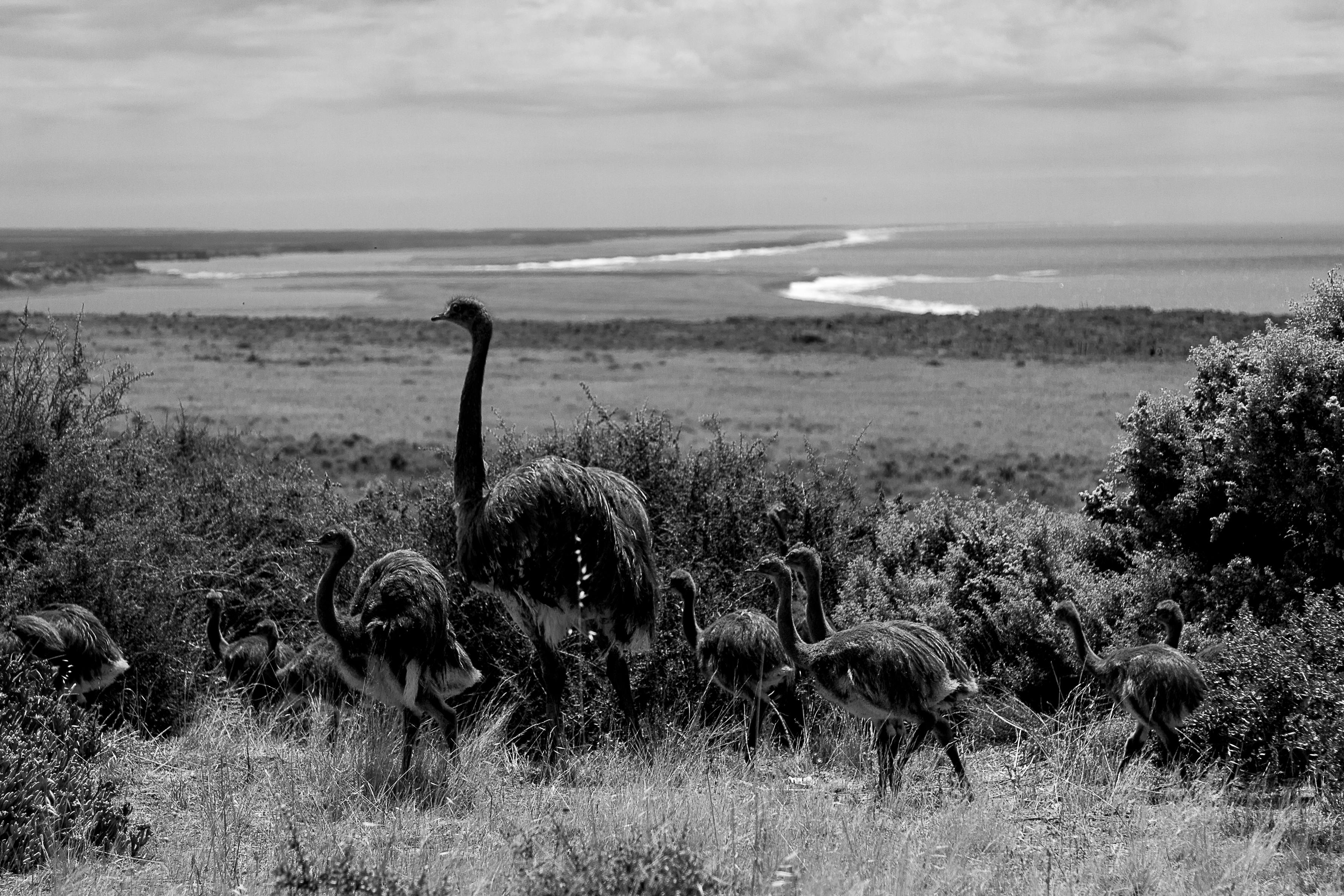 Grayscale Photo of Birds on Green Grass Field · Free Stock Photo