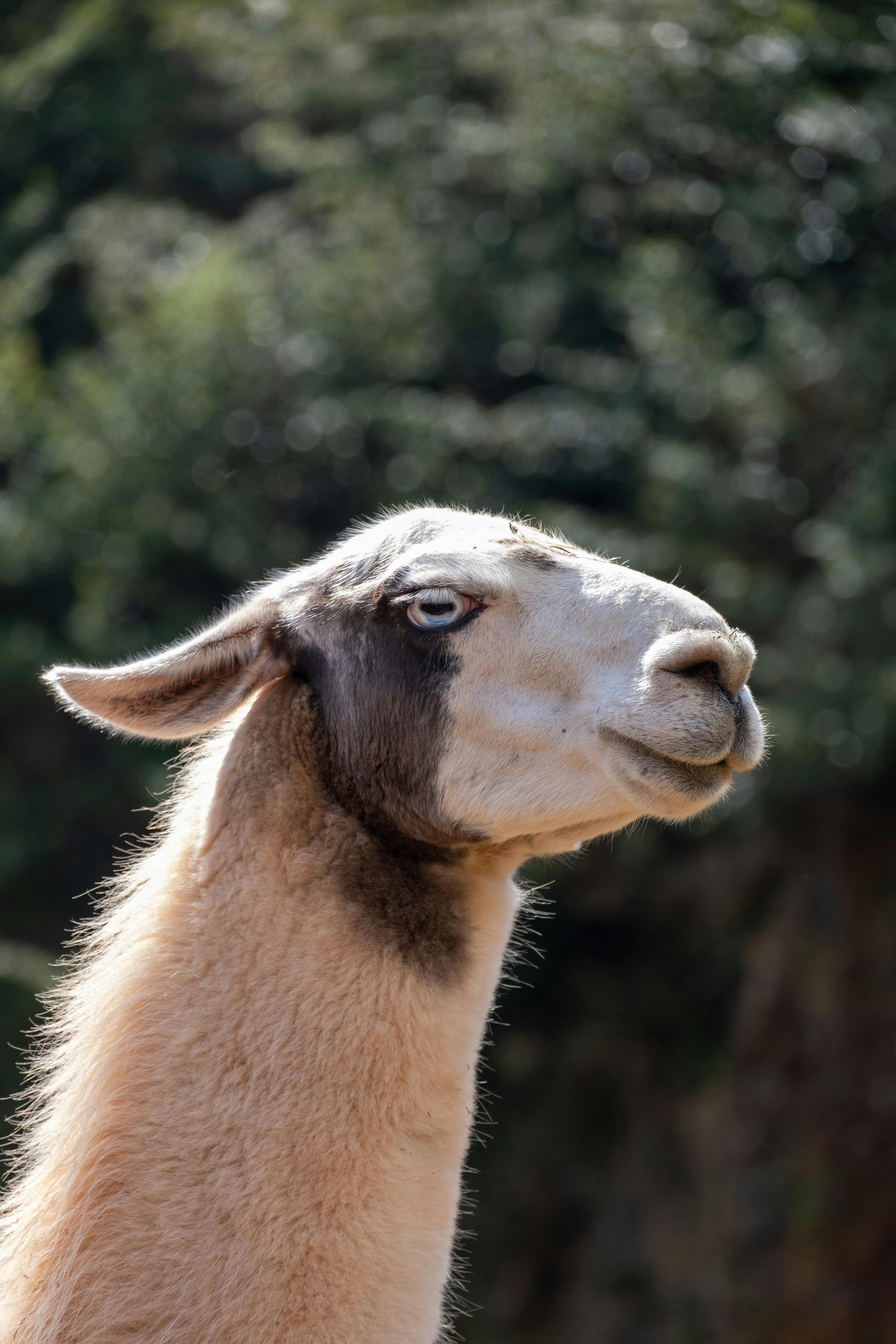 Close-Up Shot of a Llama · Free Stock Photo