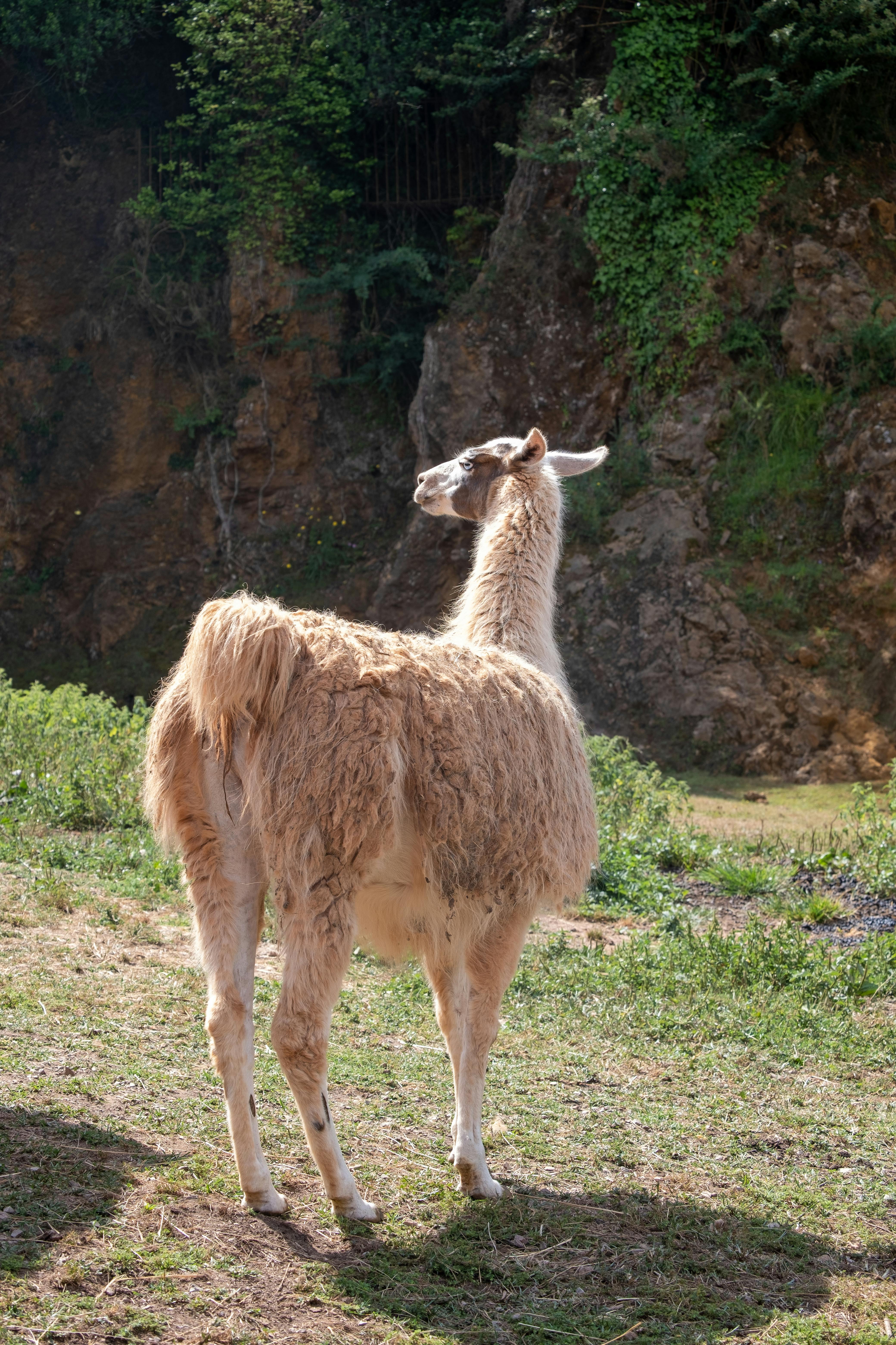 Single Llama Photos, Download The BEST Free Single Llama Stock Photos ...
