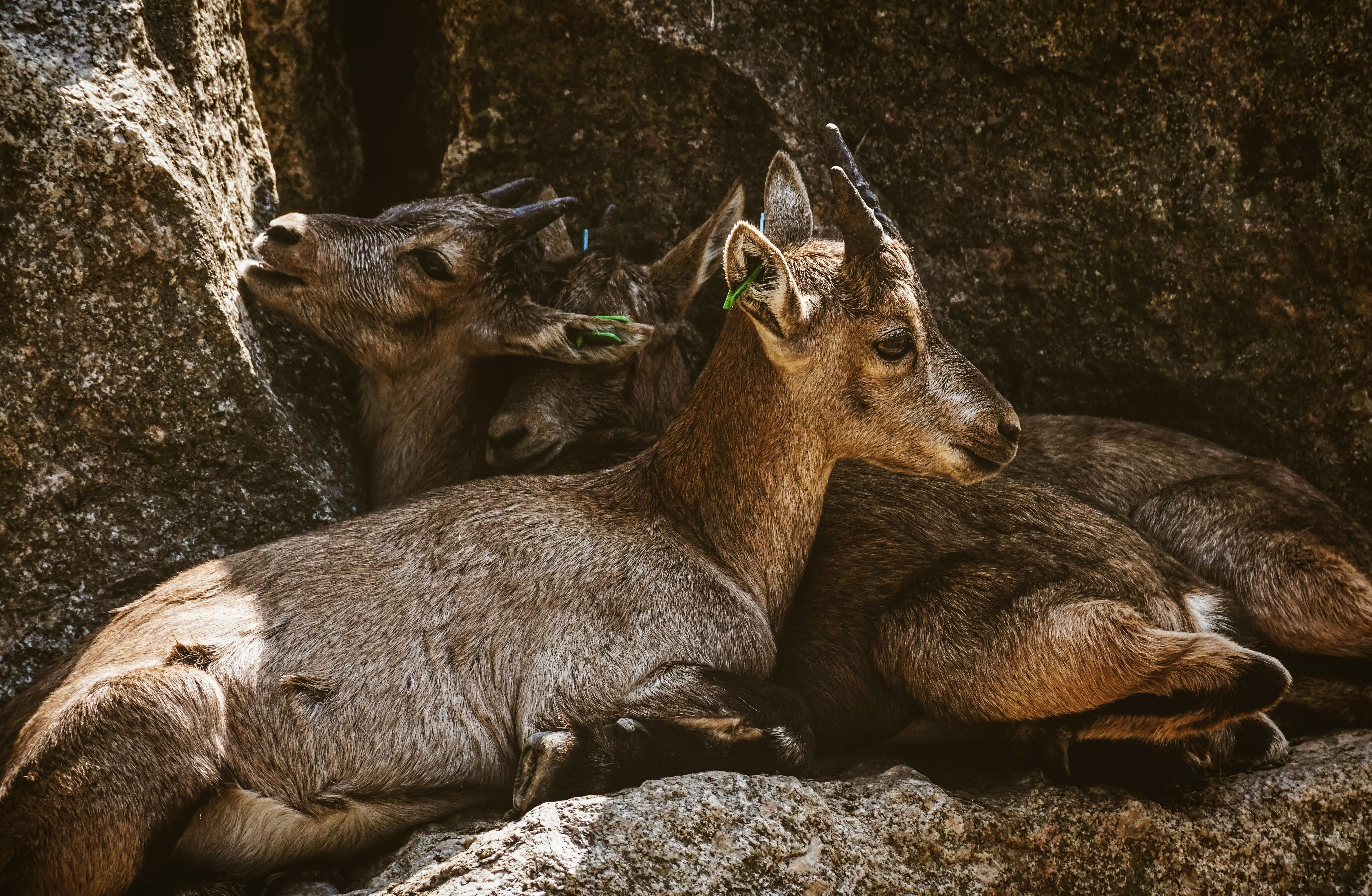 Two Brown Goat Kids Cuddling Each Other · Free Stock Photo